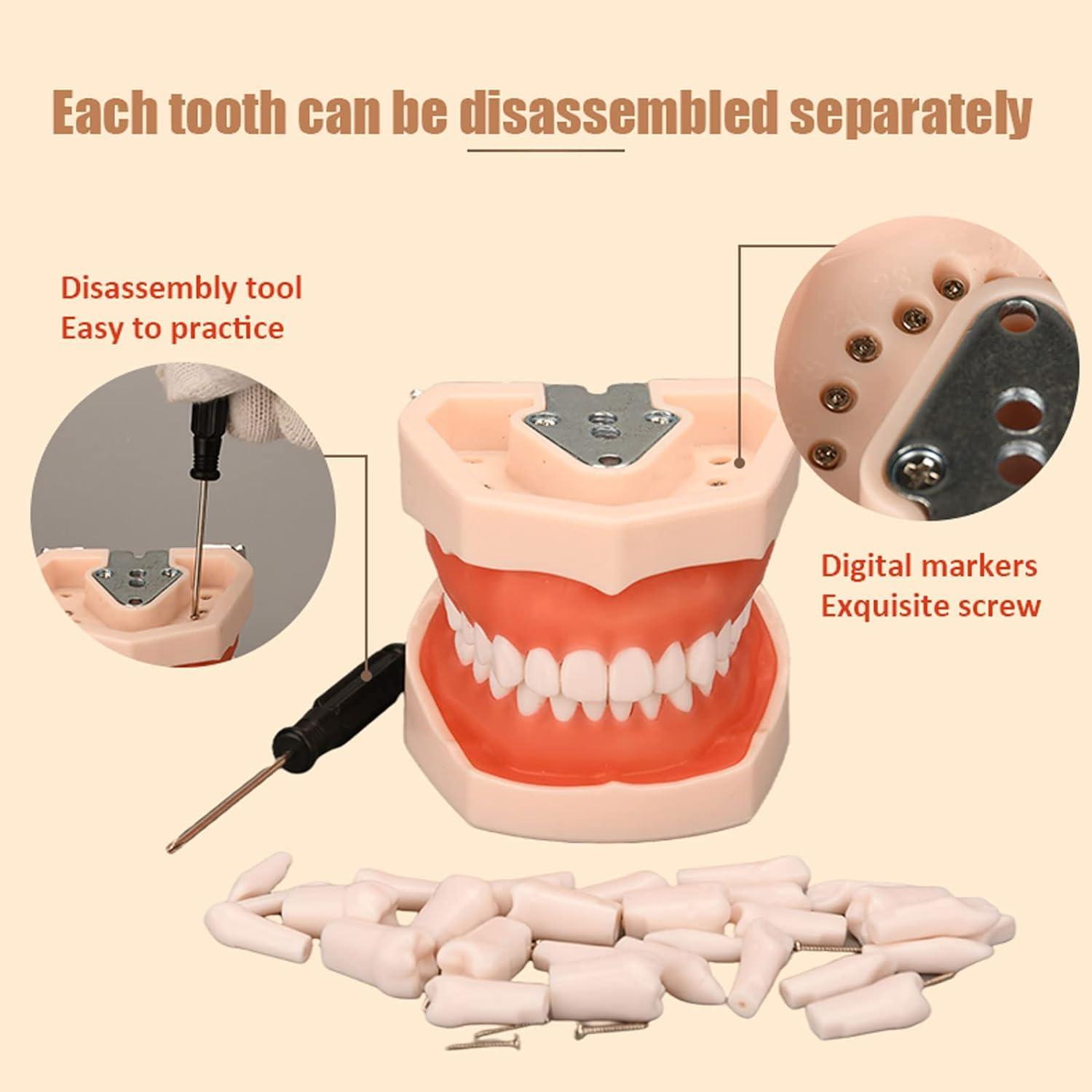 Buy Dental Typodont Teeth Model - 28 Teeth Soft Gums Upper Jaw Cyst ...