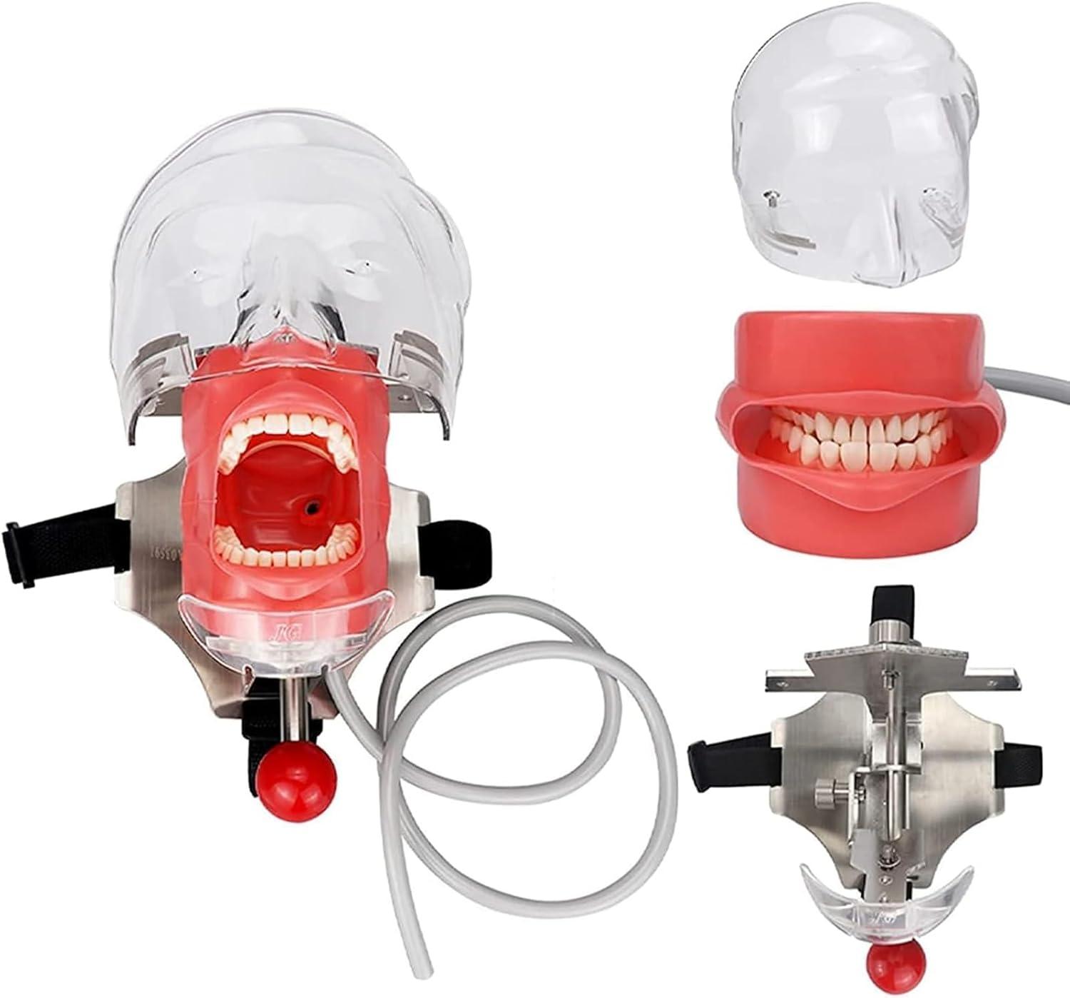 Buy Stainless Steel Dental Model & Harz Dental Phantom Head Simulator ...