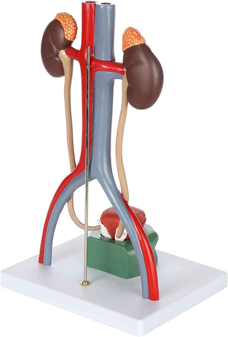 Educational Model Urinary System Model 13.5 Inch Large Male Urinary ...
