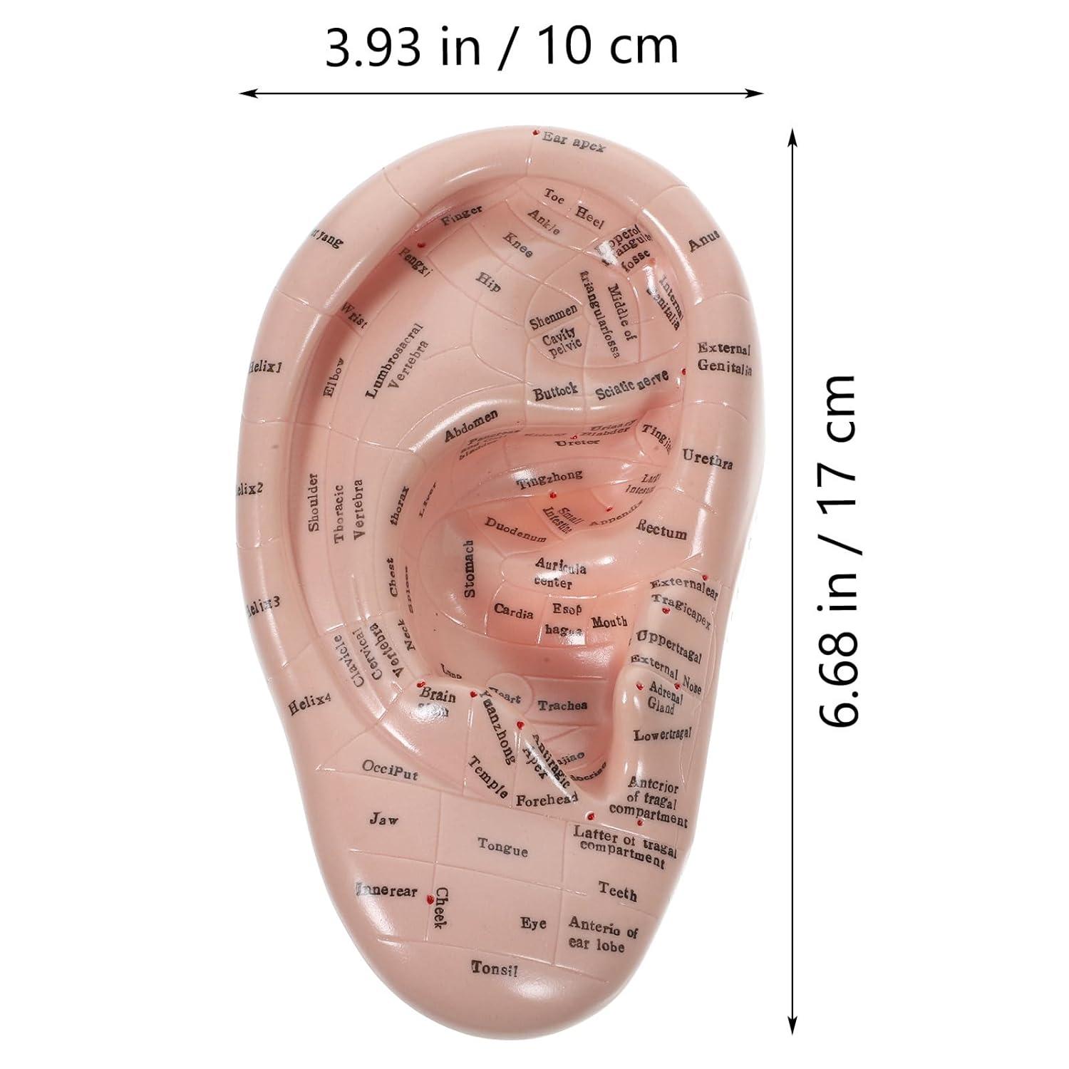 DOITOOL Ear Acupuncture Model - Professional Reflexology Learning ...
