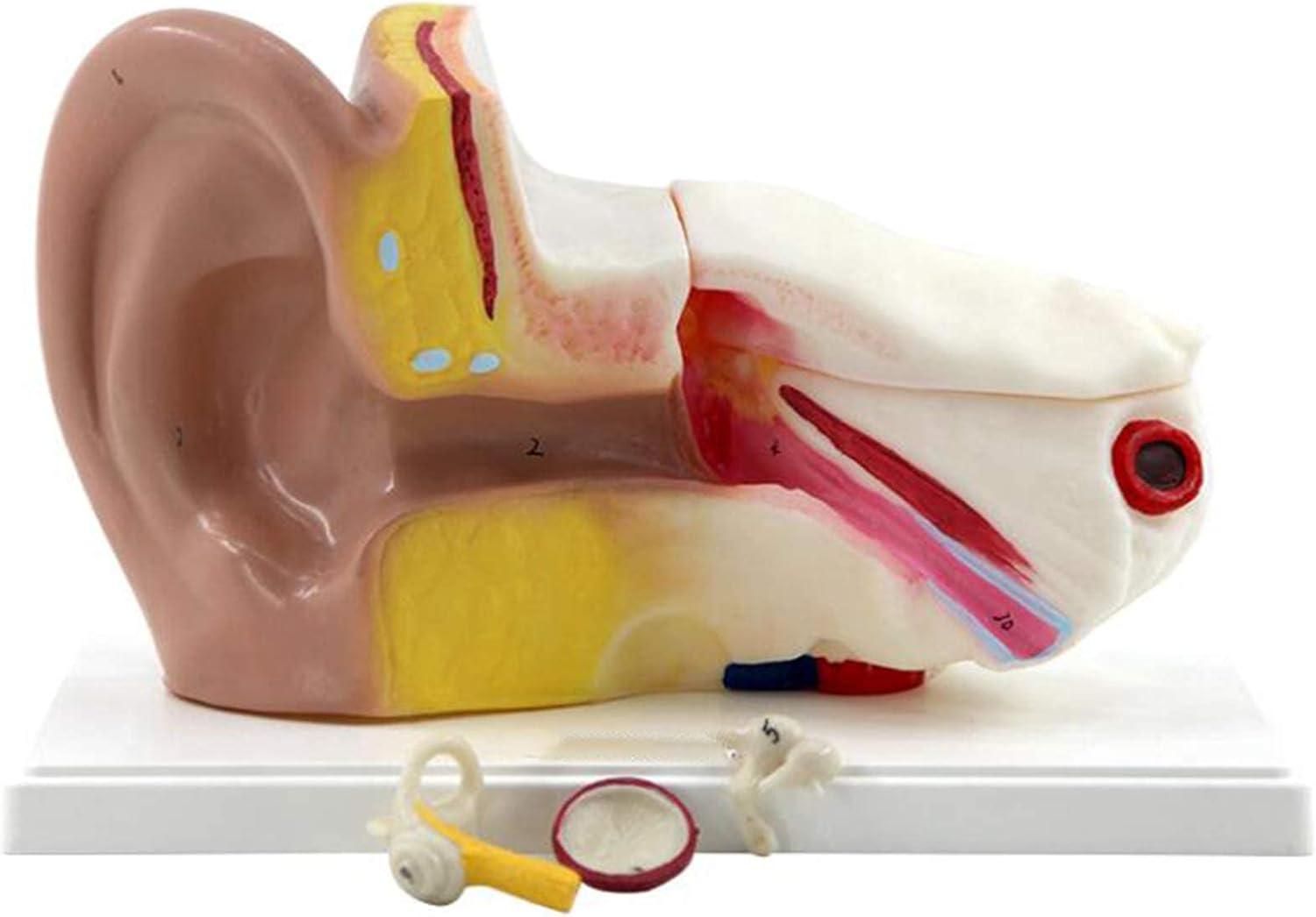 3 Times Enlargement Ear Anatomy Model - Human Ear Model - Showing Major ...