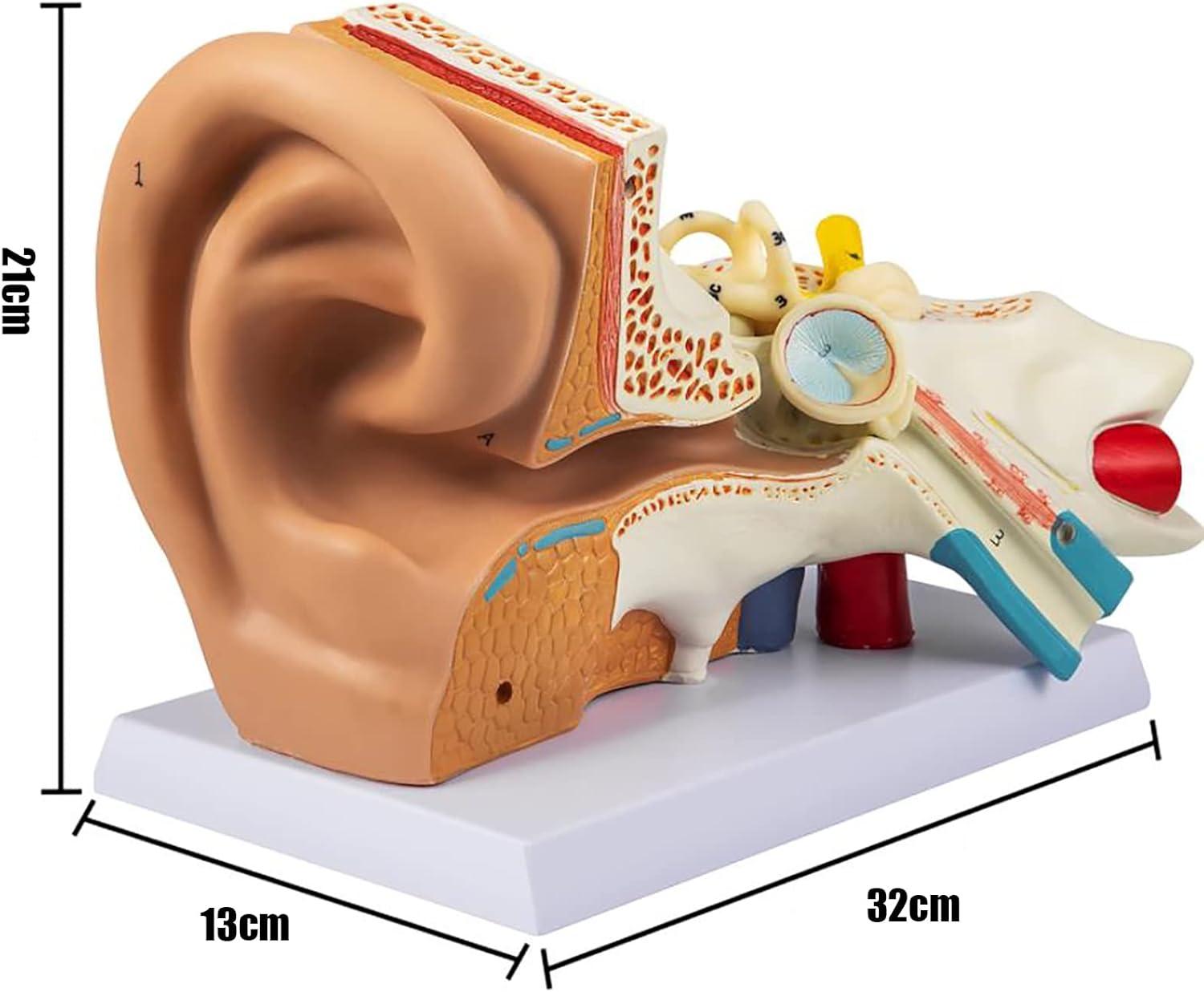 Human Ear Model 3D Model of Ear Display Outer Middle Inner Ear Model ...