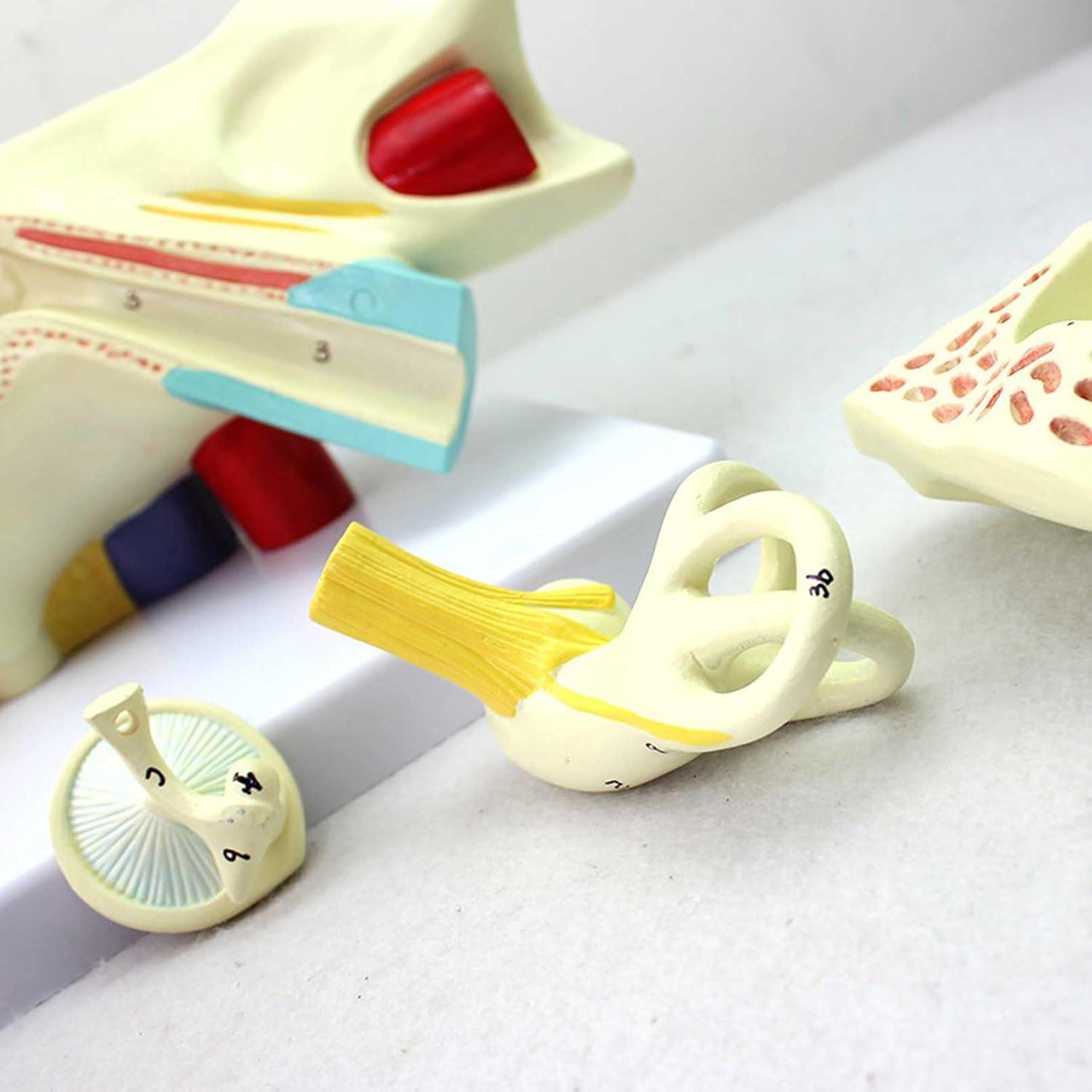 Medical Human Ear Model Outer and Middle Ear and Inner Ear ENT Ear ...
