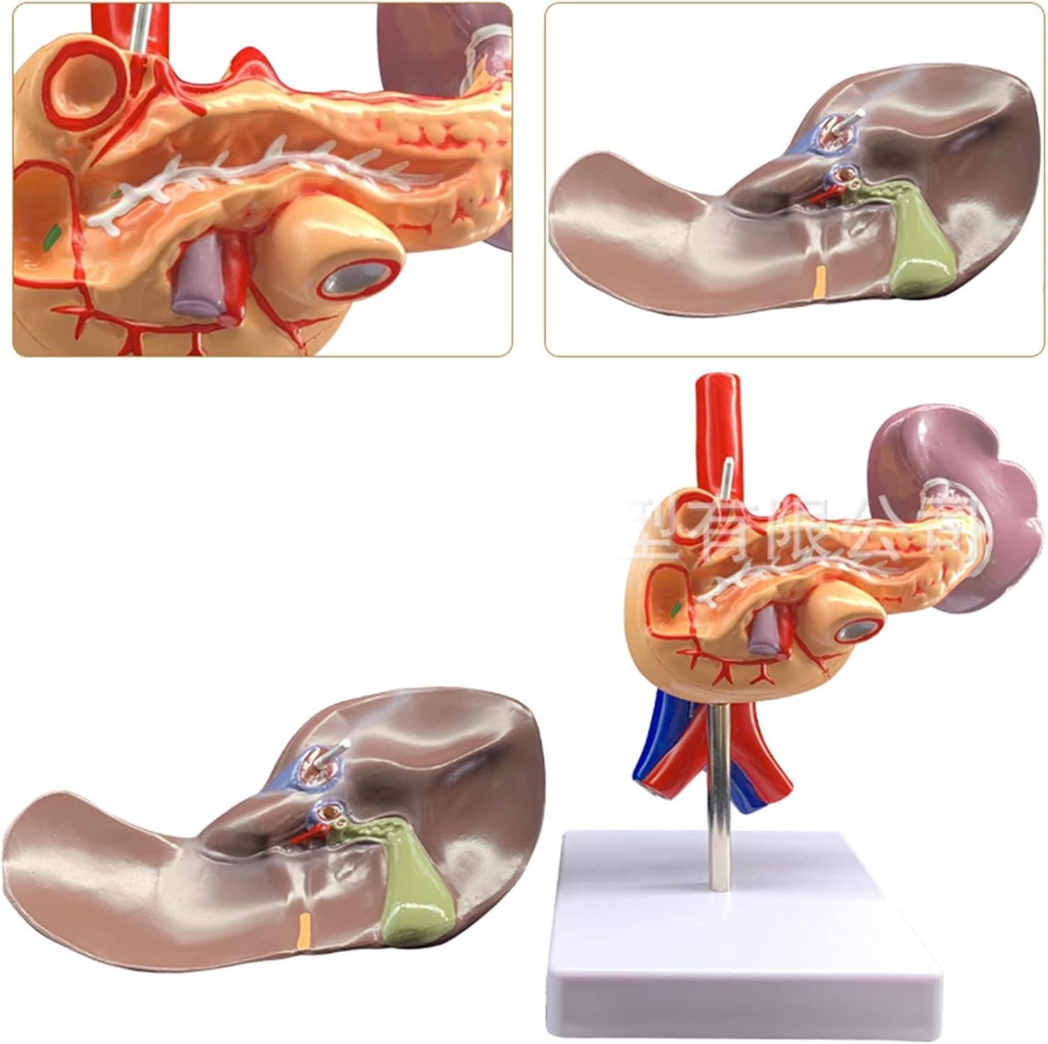 JINGERL Life Size 1:1 Liver Model Human Digestive System Hepatic Portal ...