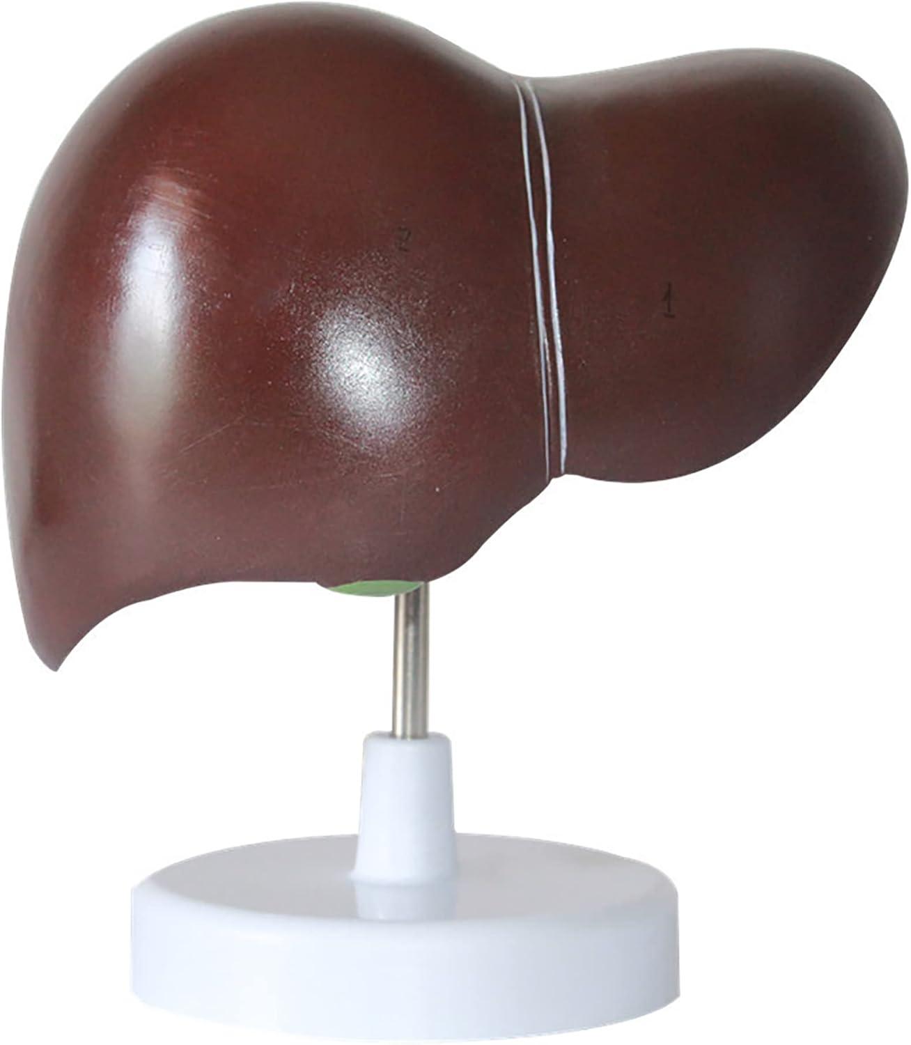 Anatomical Model of The Human Liver in Life Size 1.5-Fold Enlargement ...