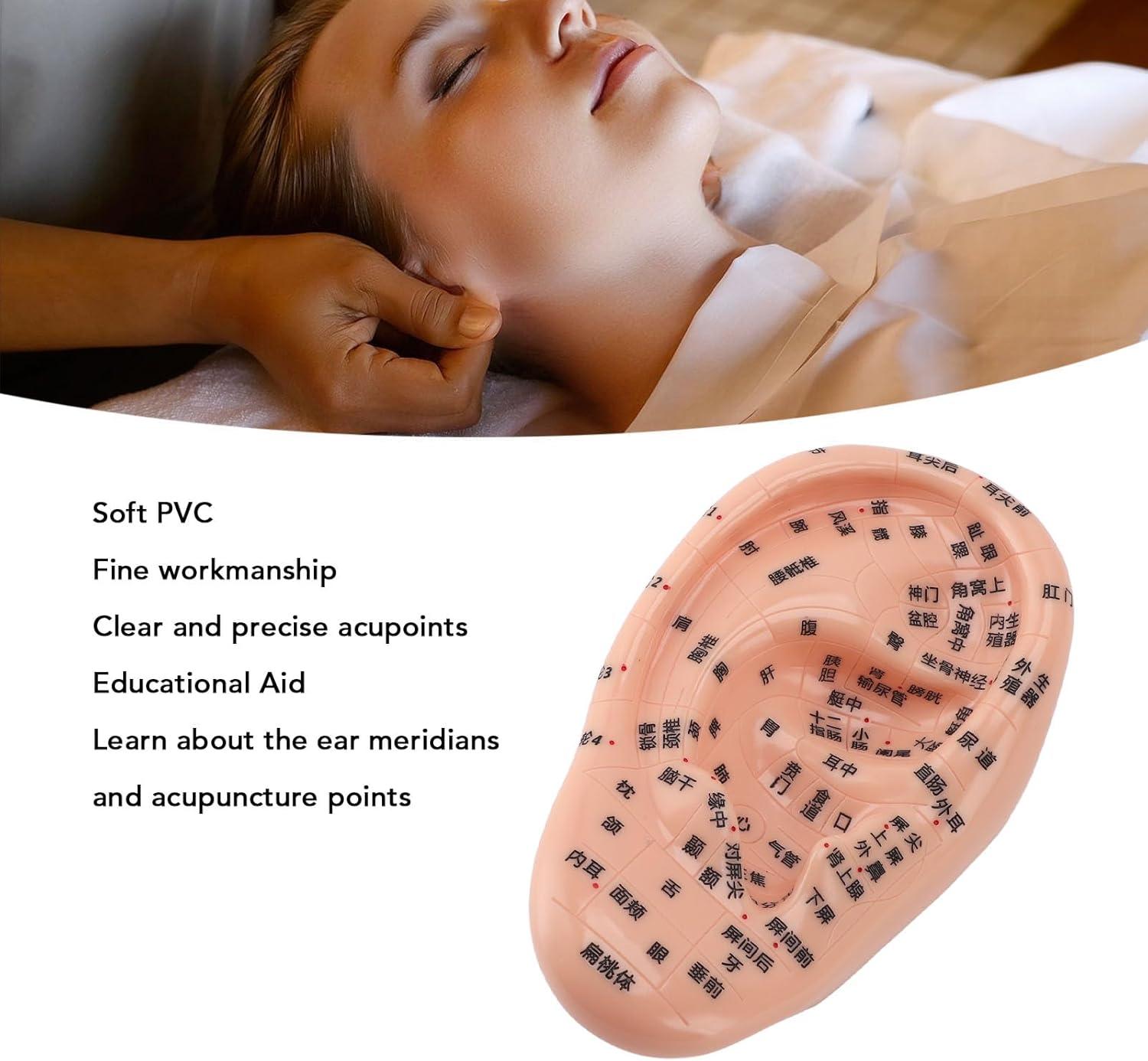 17 cm Ear Acupuncture Model - Essential Tool for Reflexology & Ear ...
