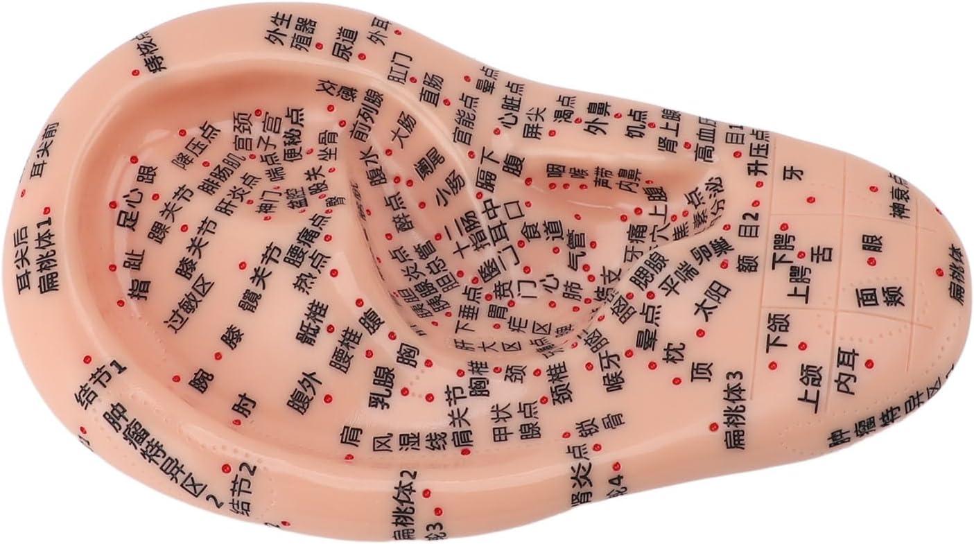 17 cm Ear Acupuncture Model - Clear Ear Reflex Point & Massage Display ...