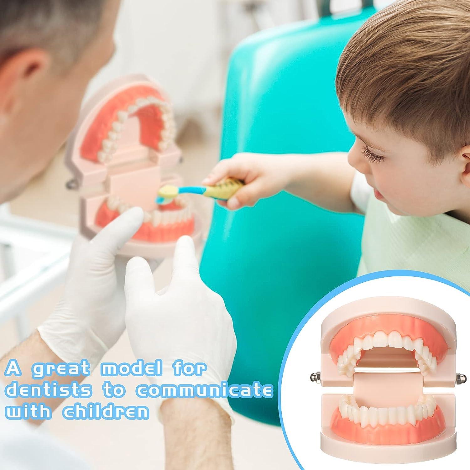 Dental Teeth Model Set - 12 Pcs Plastic Standard Teeth Models for ...