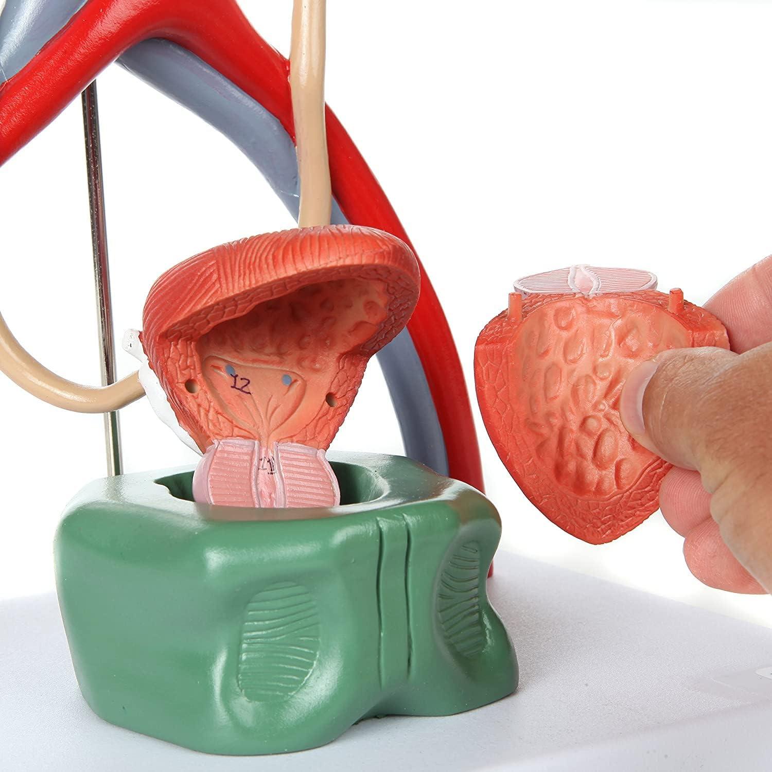 Educational Model Urinary System Model 13.5 Inch Large Male Urinary ...