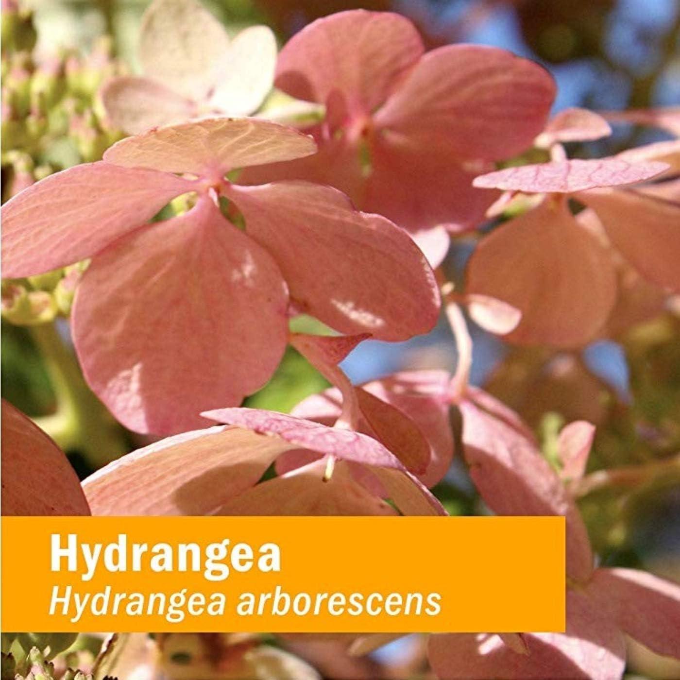 Herb Pharm Hydrangea Liquid Extract - Urinary System Support - 1 Fl Oz ...