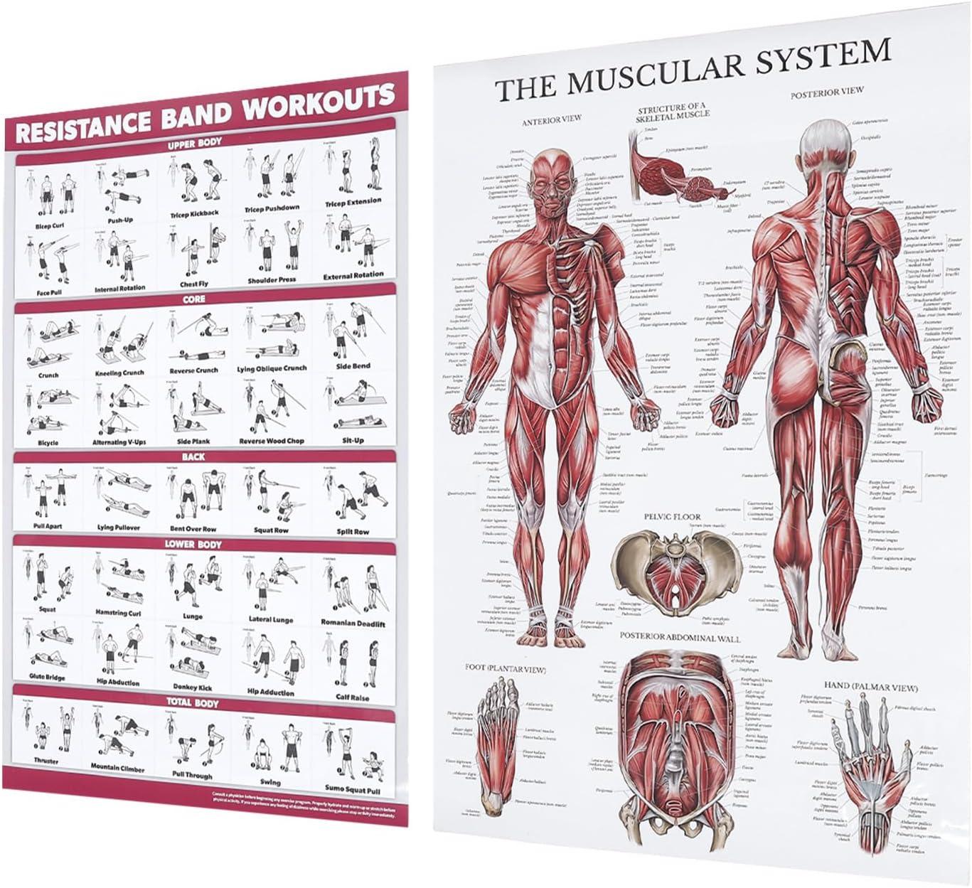 exercise diagram chart