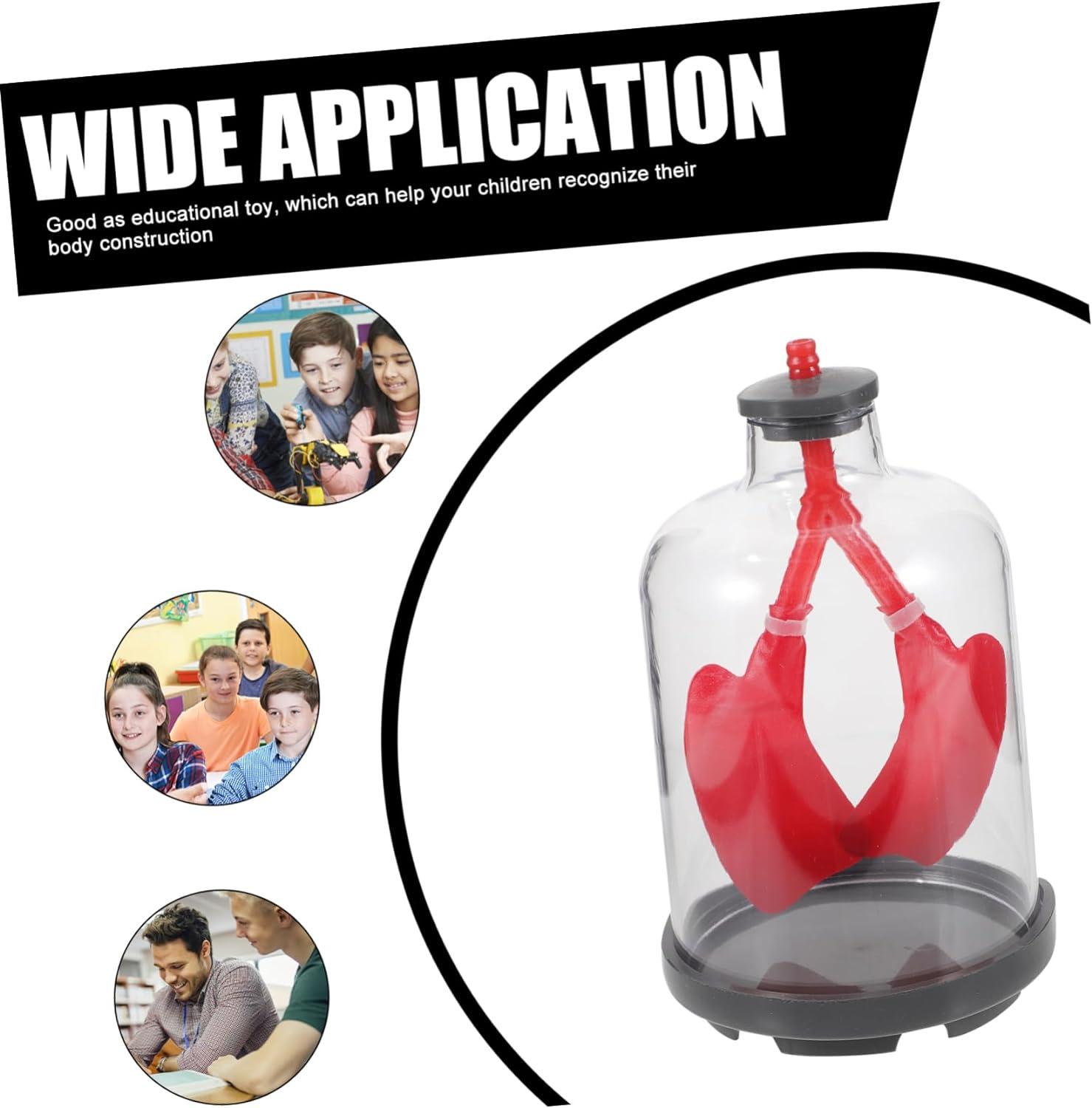 Lurrose Human Lung Breathing Model - Educational Nursing Tool for ...