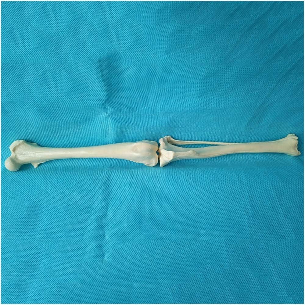 Dog Skeleton Bone Model - Dog Knee Joint Bone Model Femur and Tibia ...