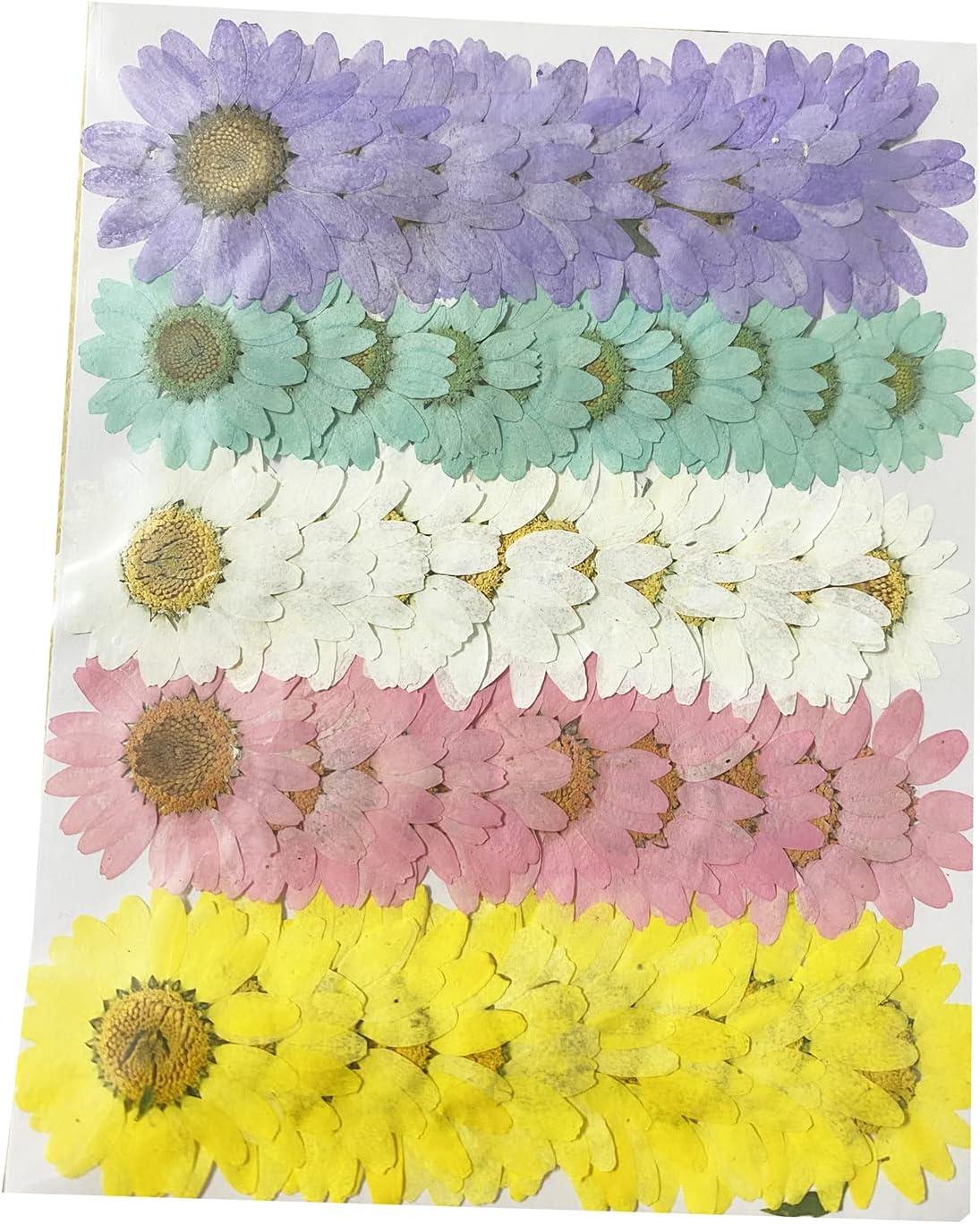 50pcs Natural Dried Daisy Flowers - Vacuum Packed for Decoration ...