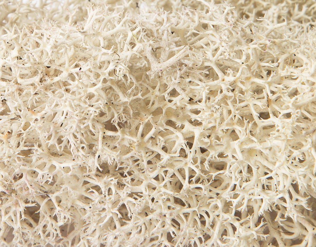 SuperMoss Reindeer Moss Preserved White 3lbs Box - Natural Decorative ...