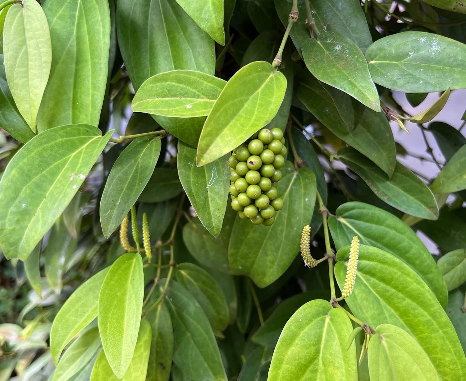 Buy Mandoi Organic Cub Pepper 100g | Eco-Friendly Stem Pepper from Java ...