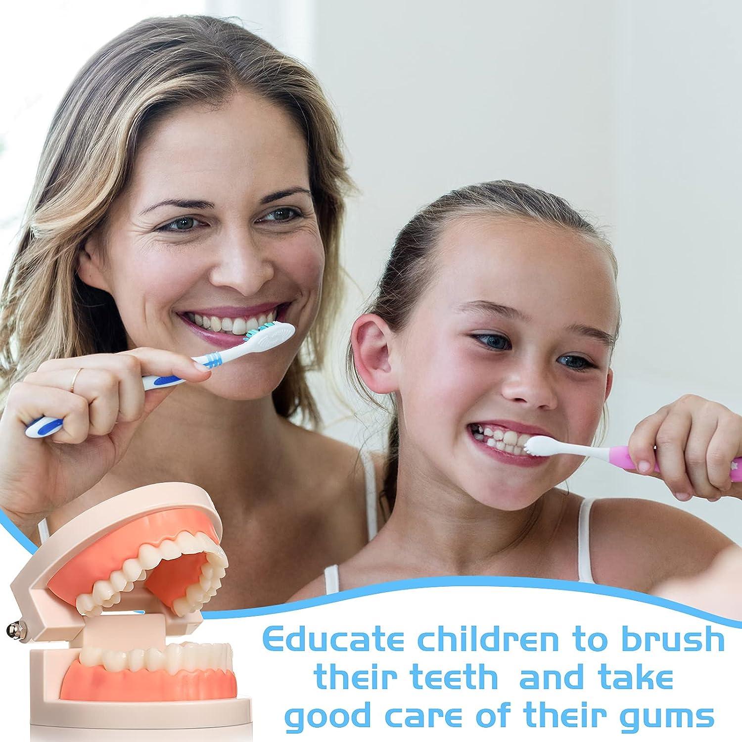 Dental Teeth Model Set - 12 Pcs Plastic Standard Teeth Models for ...