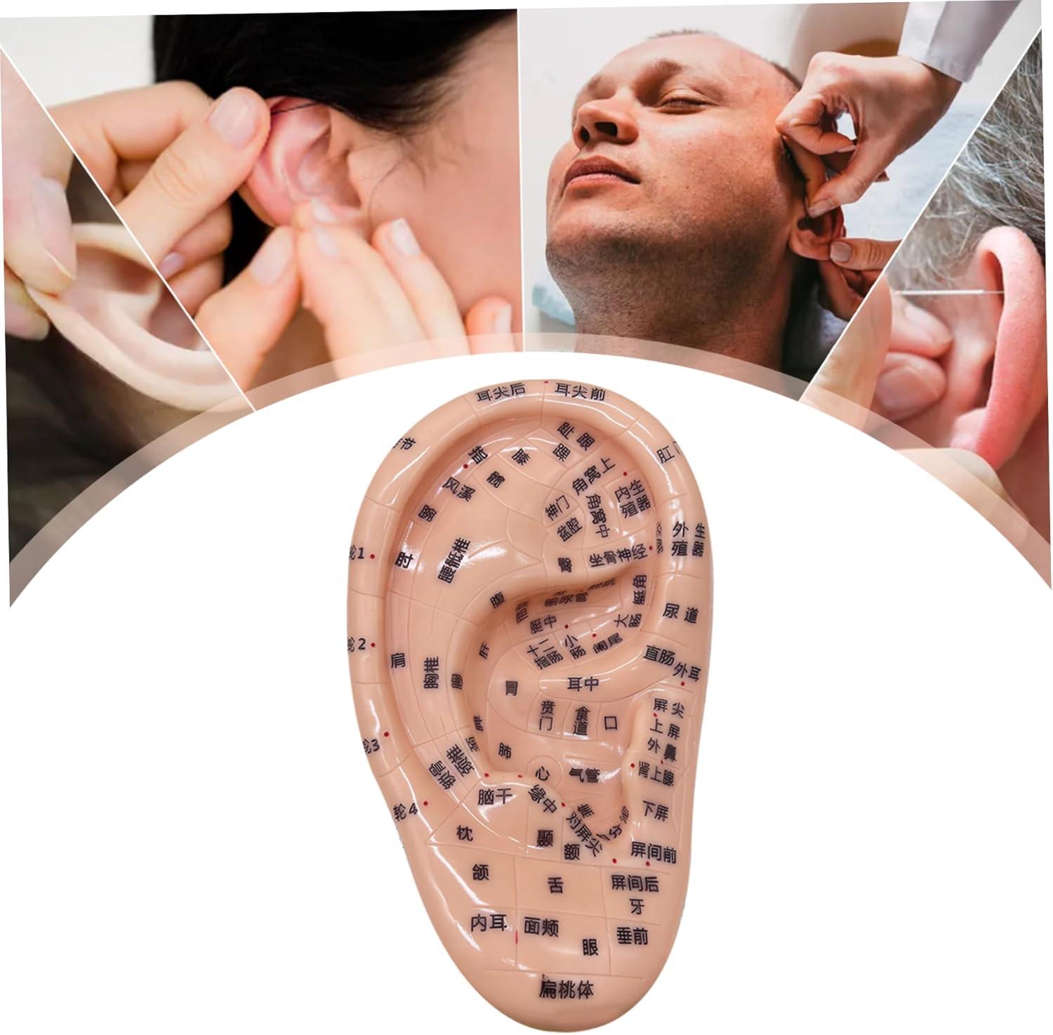 PEOSAARD Soft Ear Seed Kit - 5.1-Inch Educational Acupuncture Ear Model ...