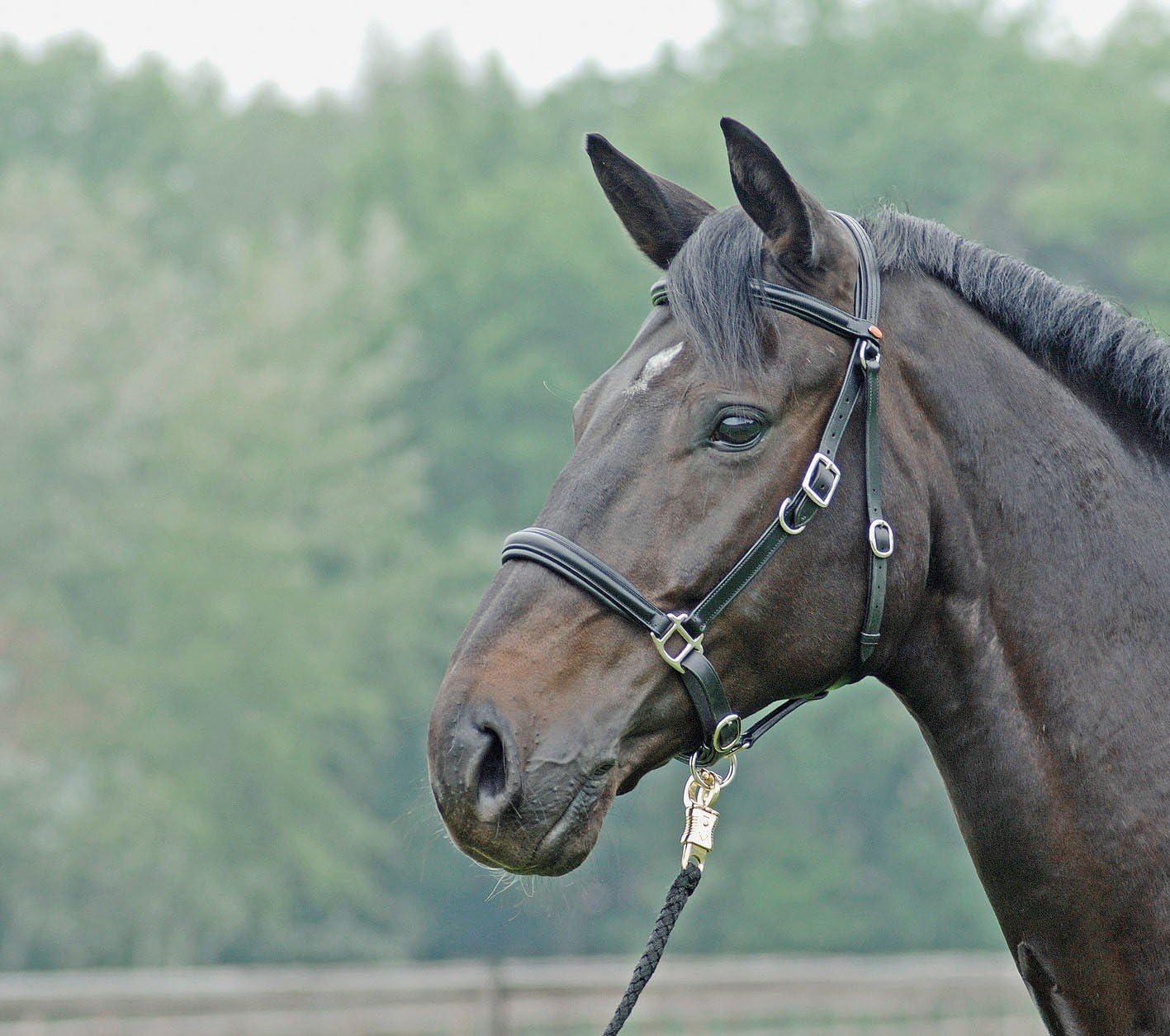 Solibel Trekking Bridle Black - Stainless Steel Warmblood Fit ...