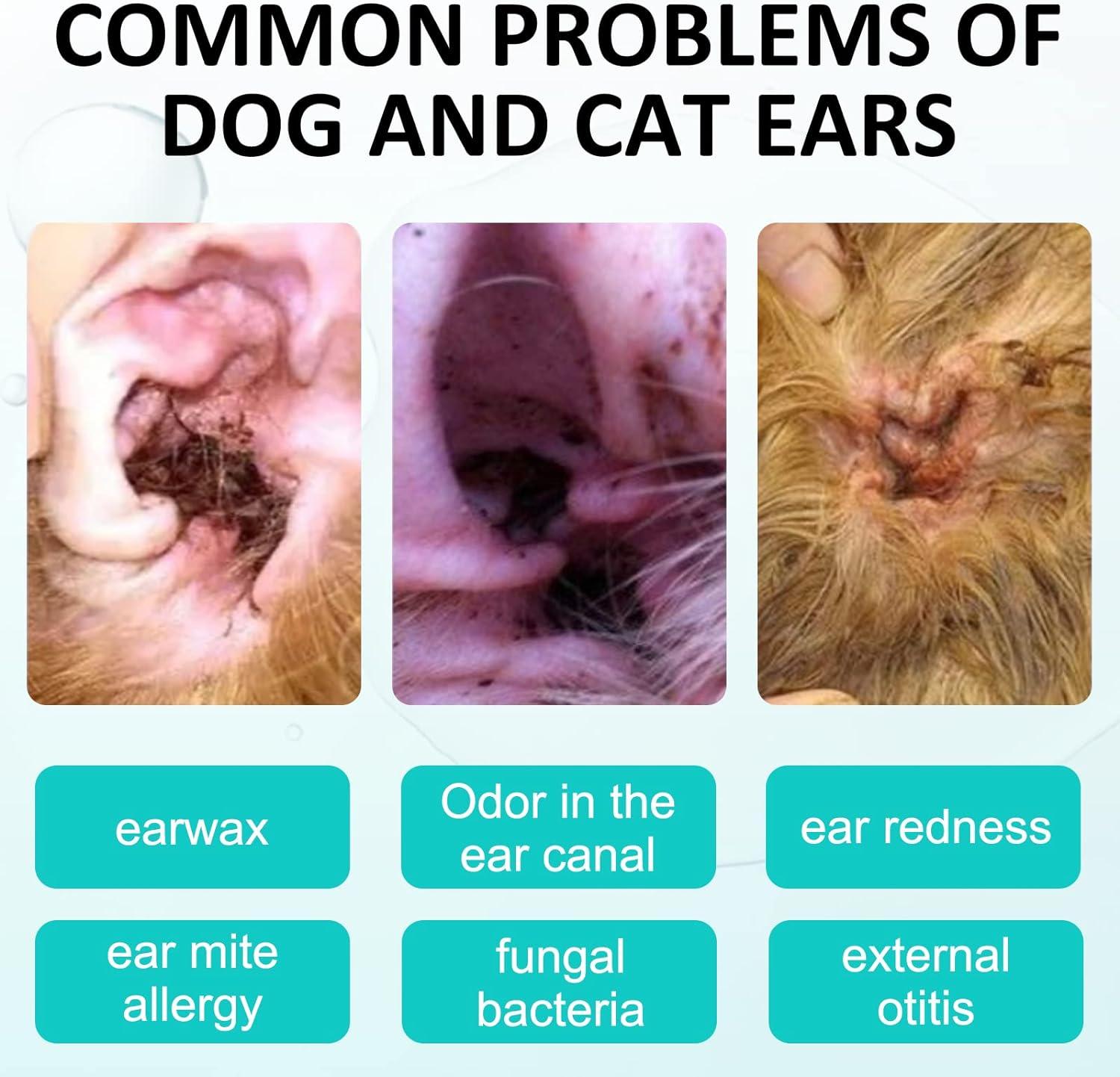 chronic otitis externa cat