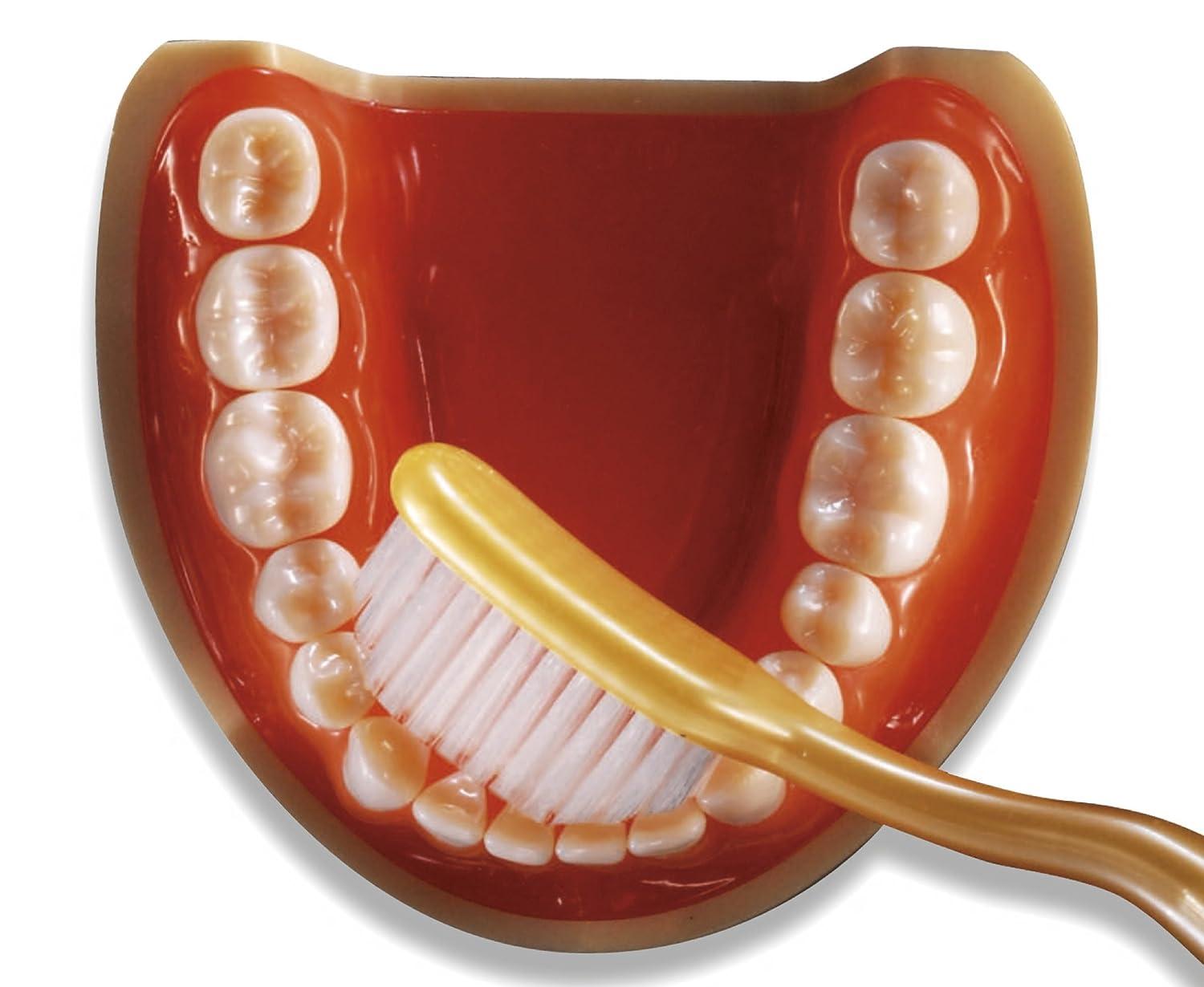 Curvex Toothbrush - Gentle and Effective Cleaning for a Healthy Smile ...