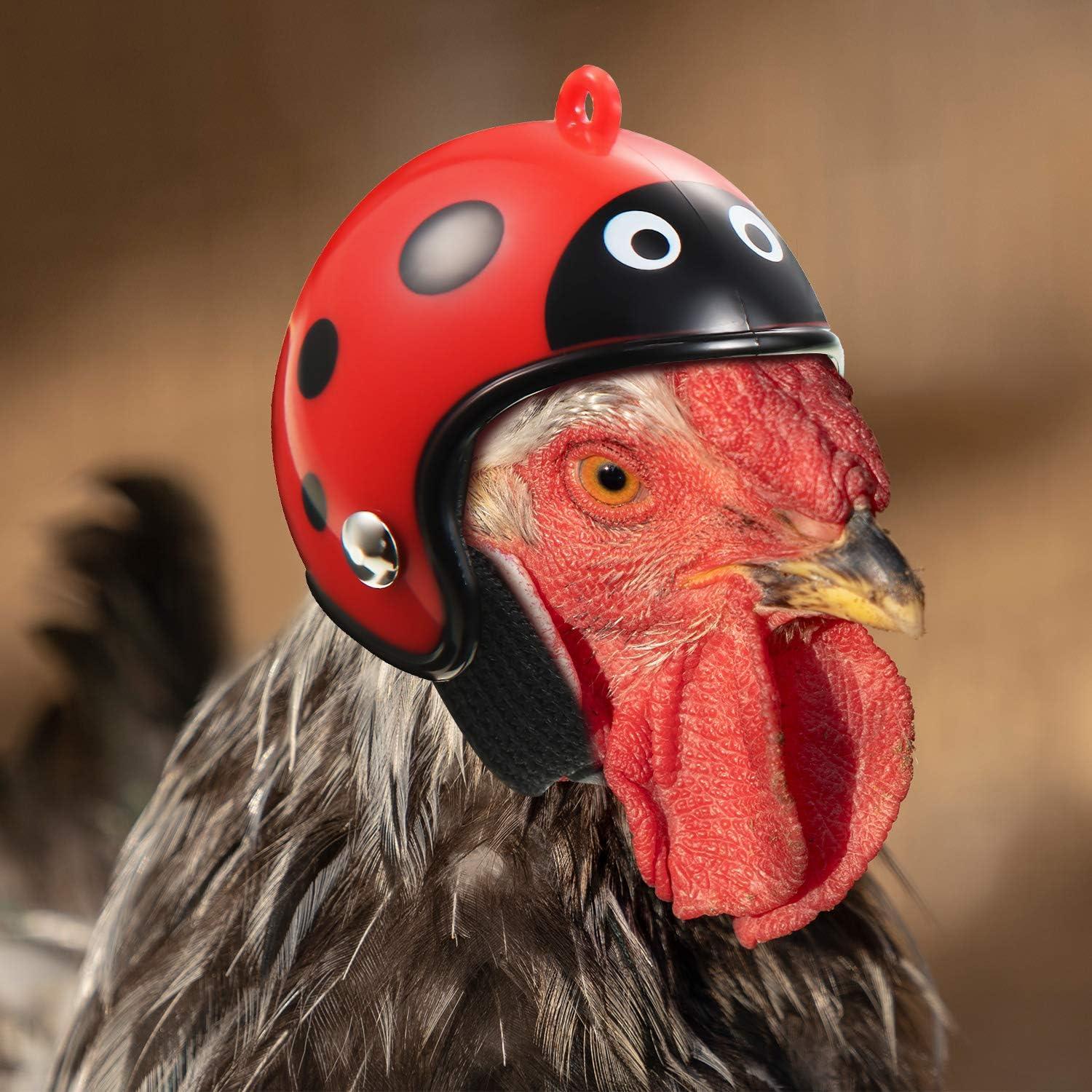 8-Piece Hens Helmet Set for Pet Safety and Fun - Camouflage Parrot ...