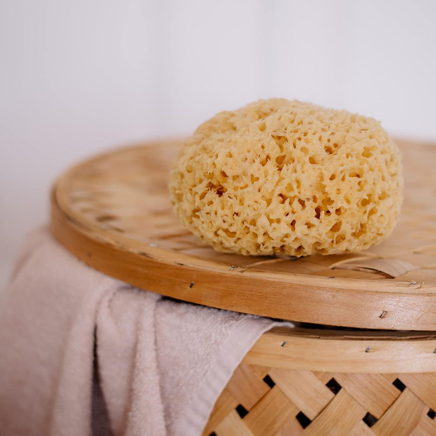 CROLL & DENECKE Natural Sea Sponge - Hand-Finished 13 cm | Eco-Friendly ...