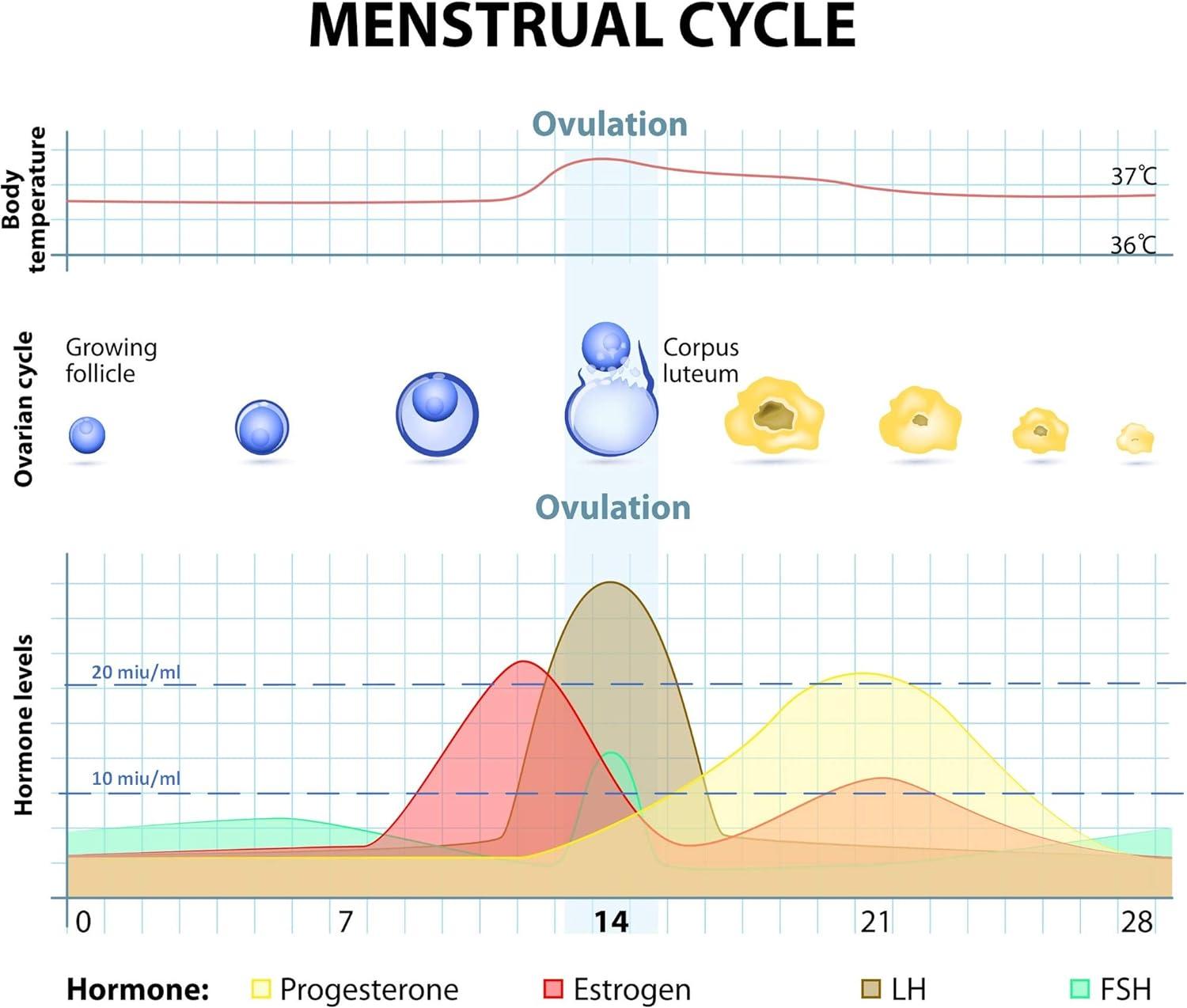David Pregnancy Test Strips - 10 Pack | 10 miu/ml HCG Rapid Testing for ...