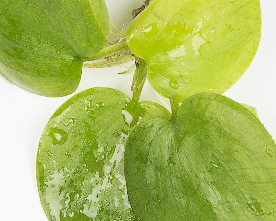 PondPlantsUK Amazon Frogbit 10 X Mini Live Plants | Buy Now with ...