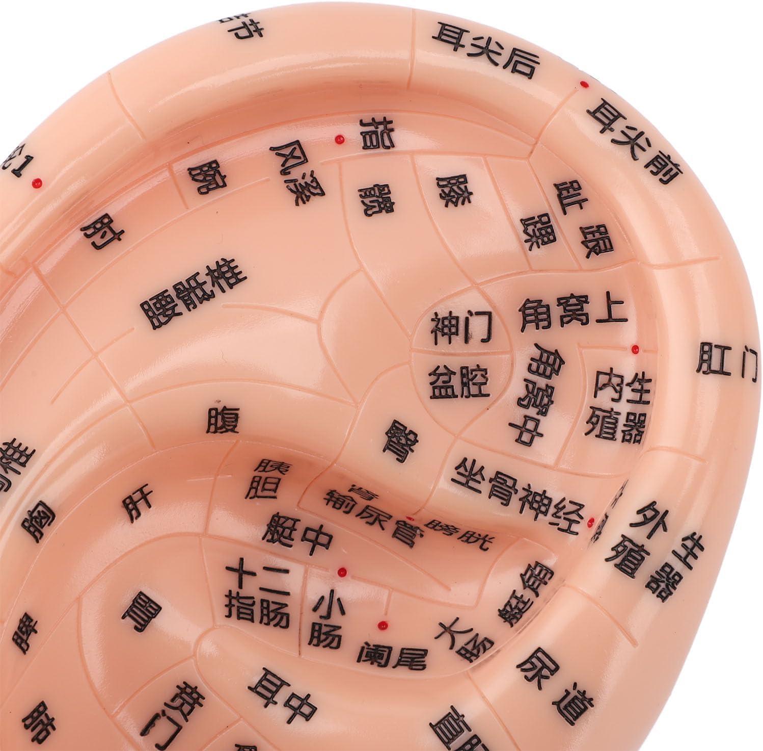 17 cm Ear Acupuncture Model - Essential Tool for Reflexology & Ear ...