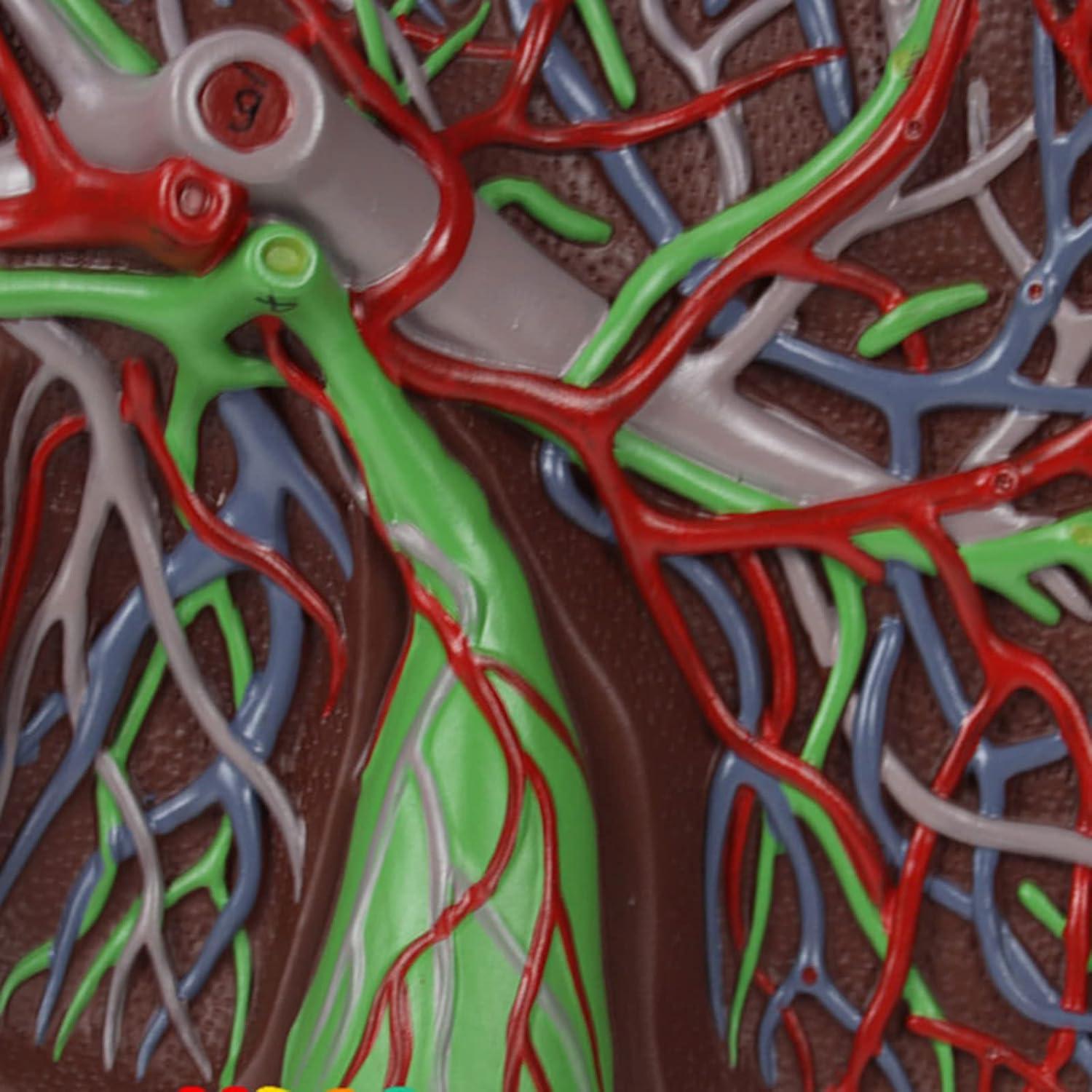Human 1.5X Liver Model with Vascular Liver and Gallbladder Model ...