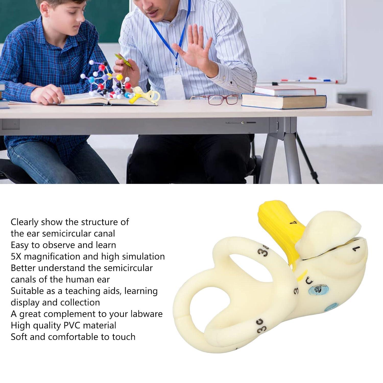 Inner Ear Cochlea Model - 5X Magnification for Teaching Use | Buy Now ...