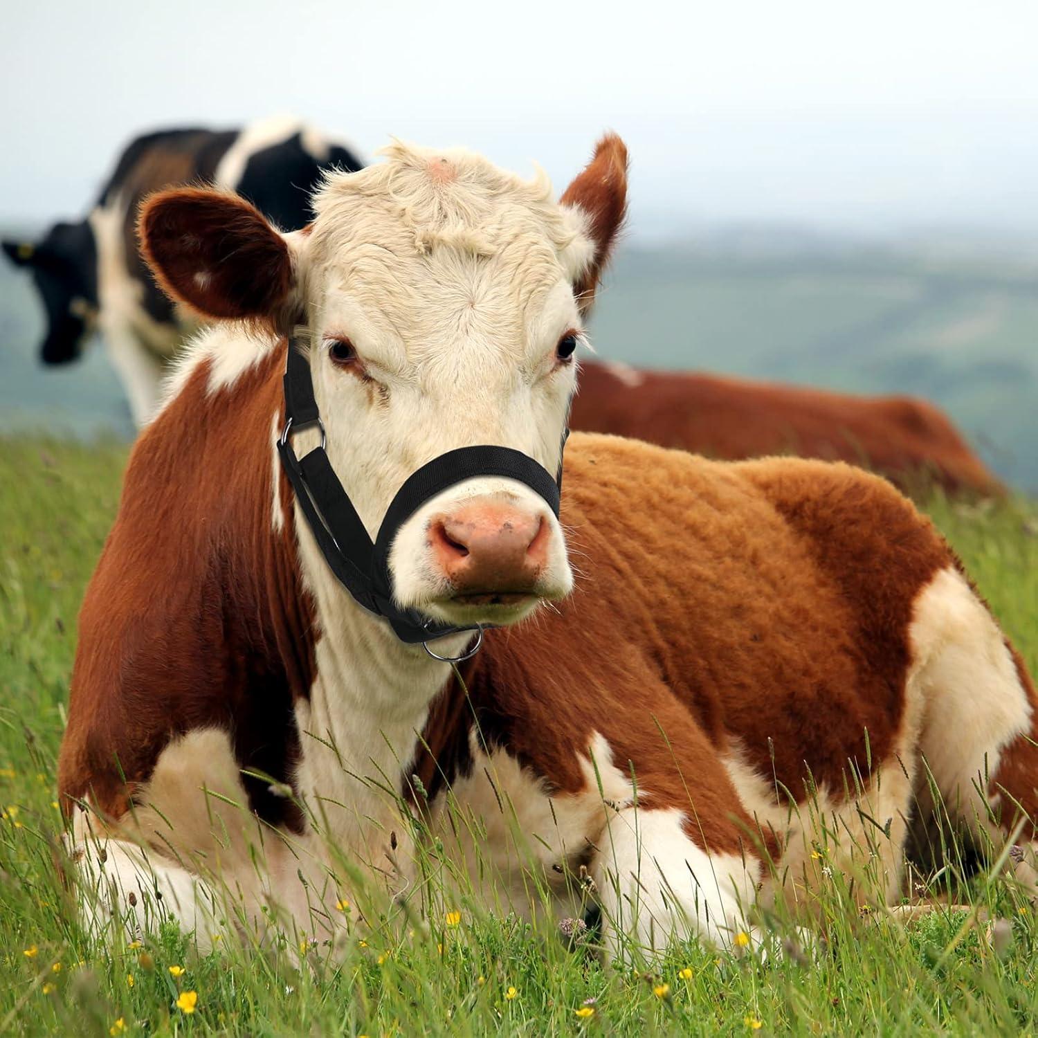 Nylon Livestock Cattle Keepers - Adjustable Chin & Throat Snap Holder ...