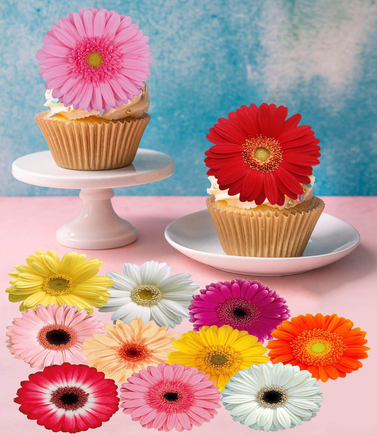 Pre-Cut Beautiful Gerbera Daisy A Edible Wafer Paper Flowers Cupcake ...