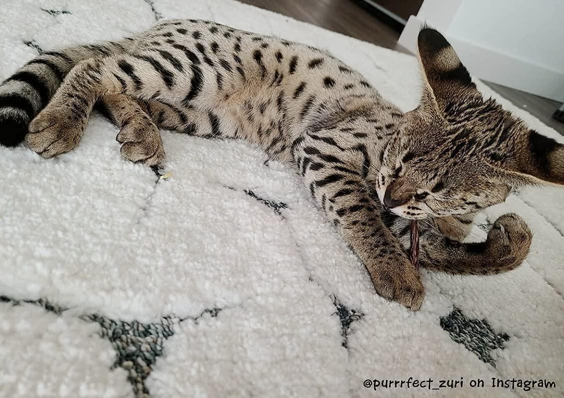 Meowijuana King Size Silvervine Sticks Bundle - Natural Matatabi Chew ...