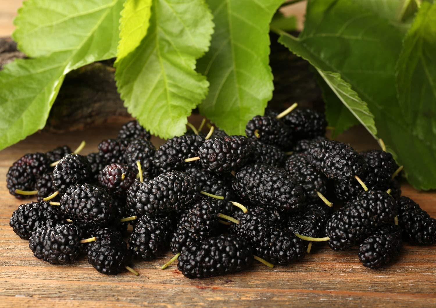 Organic Dried Black Mulberries 1lb | Non-GMO, Raw, Unsulfured ...