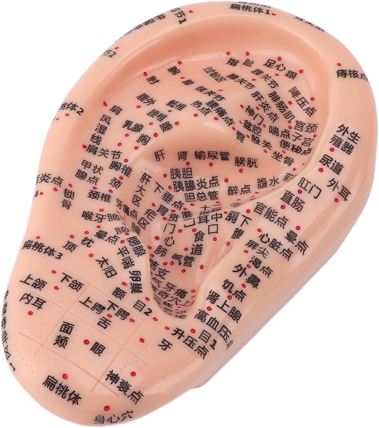 17 cm Ear Acupuncture Model - Clear Ear Reflex Point & Massage Display ...