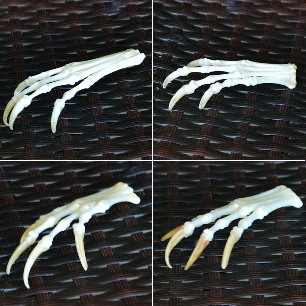 Wixine Fox Feet Articulated Bones Claws | Taxidermy Art Supplies | Buy ...