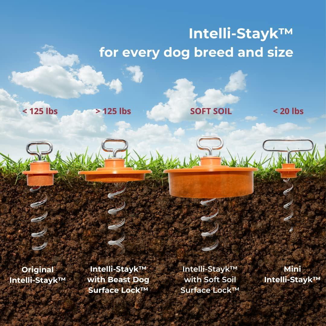 Intellileash Products Intelli-Stayk Dog Tie-Out Stake with Special ...