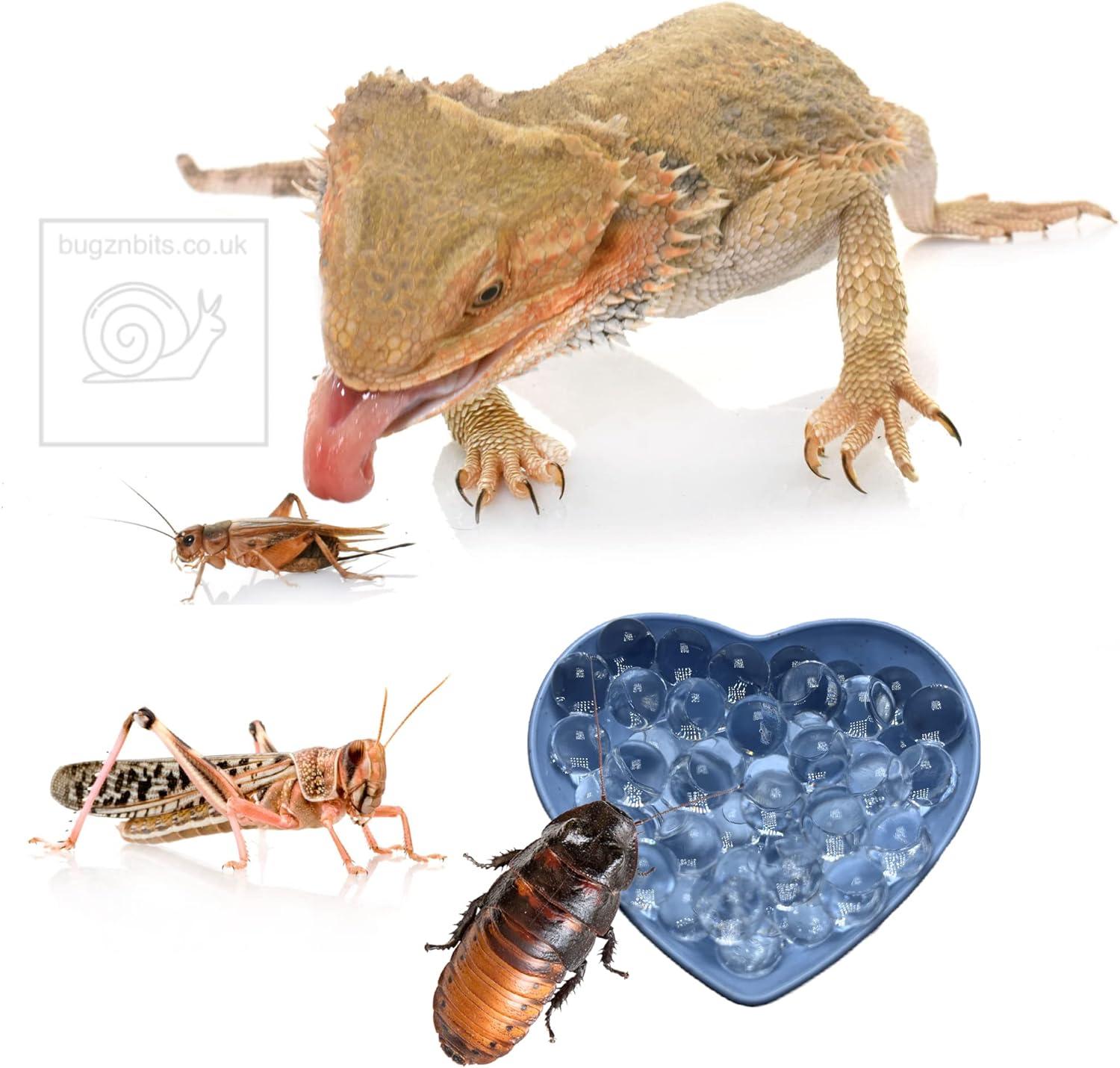 Bugznbits Hydro Balls Bug Gel Alternative for Crickets Cockroaches ...