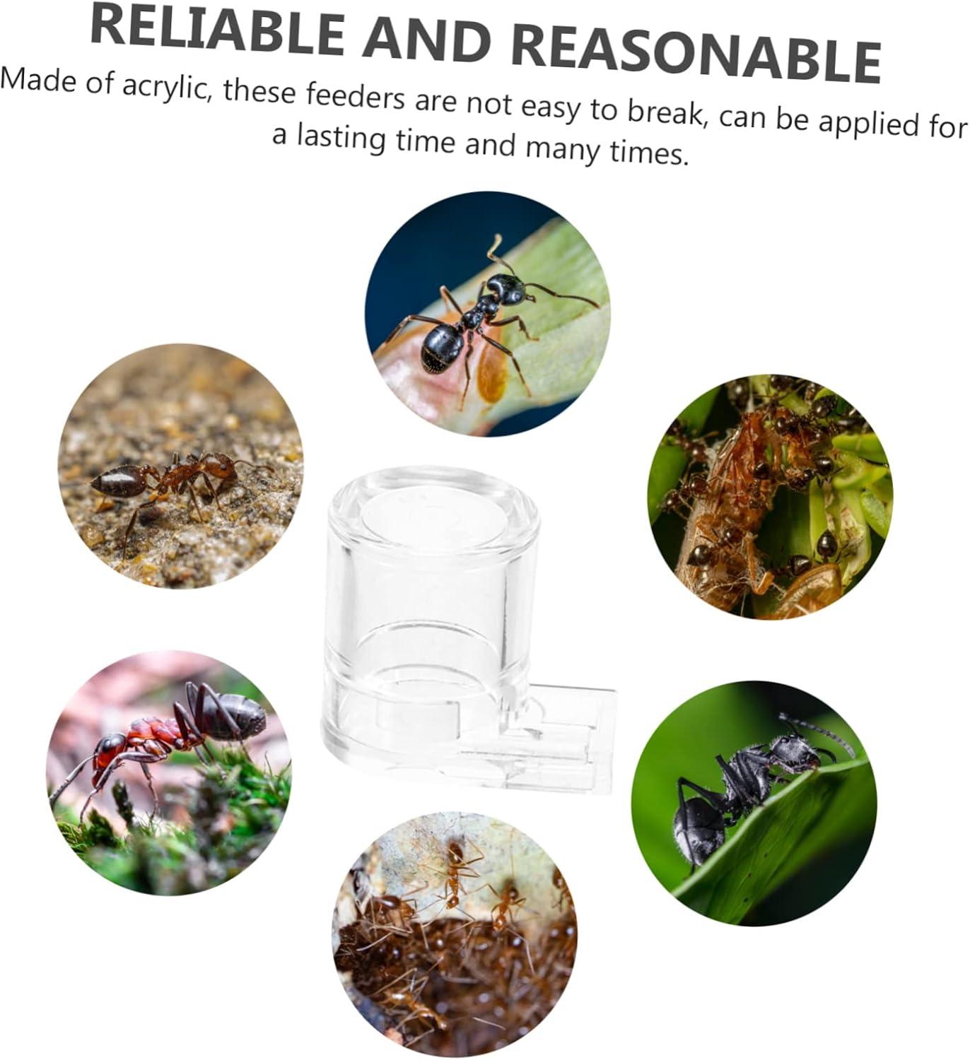 Minkissy 4-Piece Ant Feeding Station Set - Clear Ant Farm for Colony ...