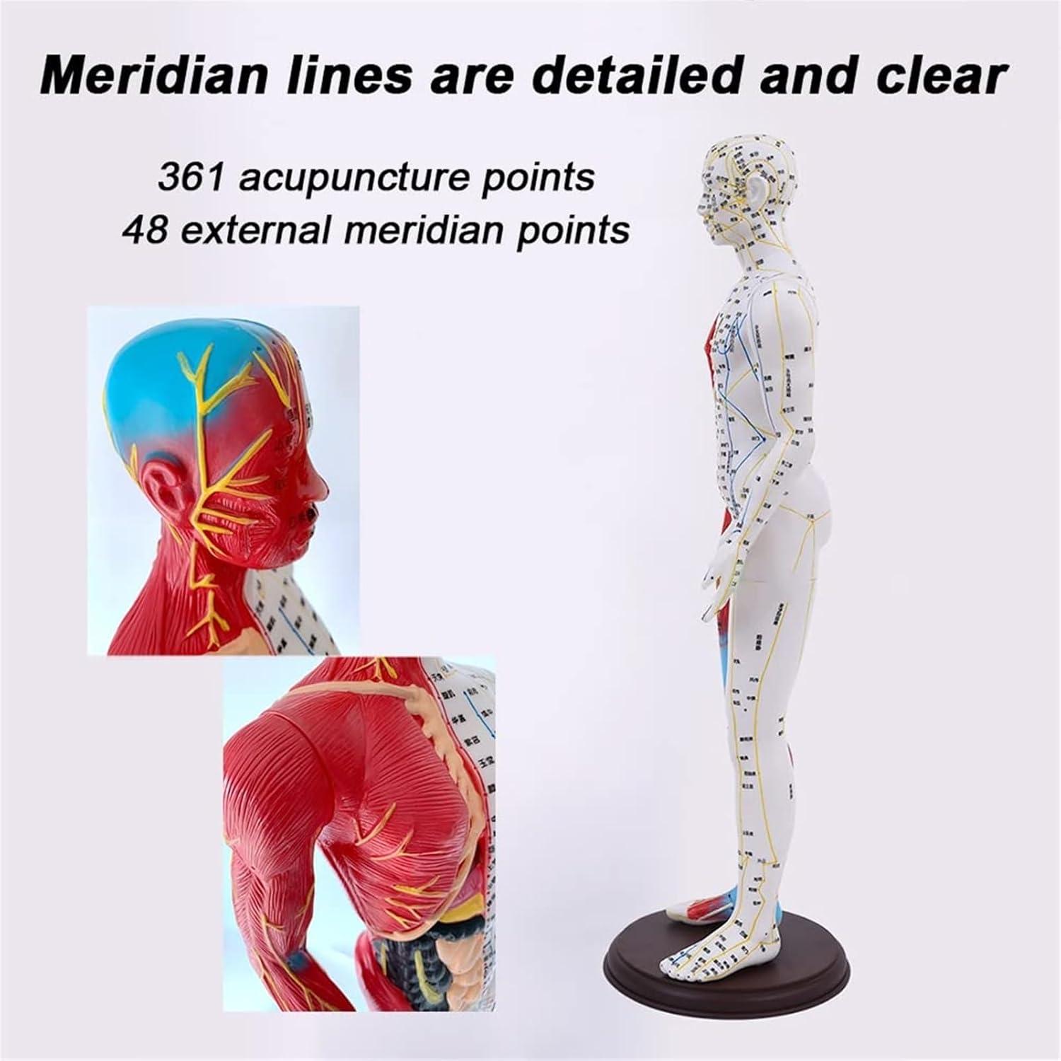 Acupuncture and Muscle Anatomical Male Model Pressure Point and ...
