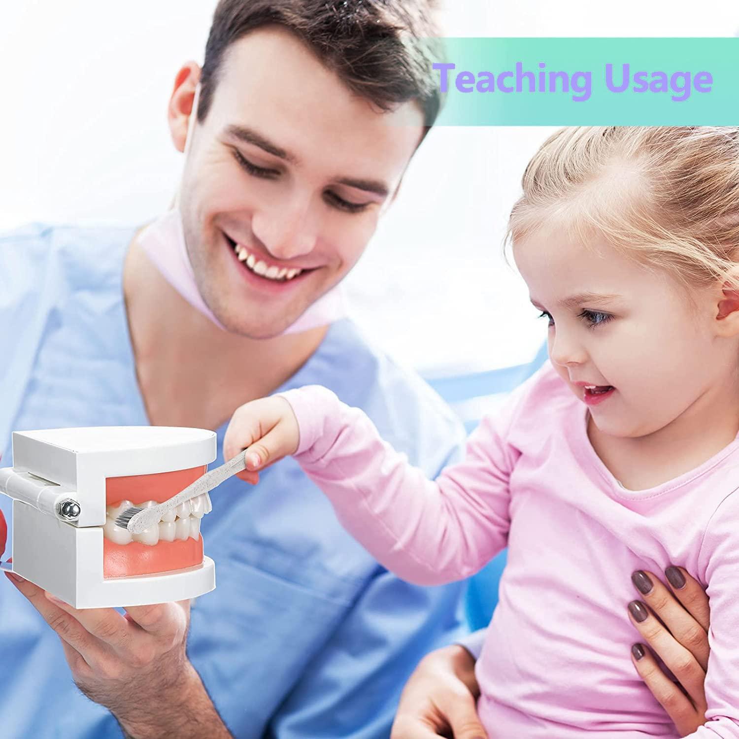 High-Quality Dental Model & Denture Demonstration Kit for Adults ...