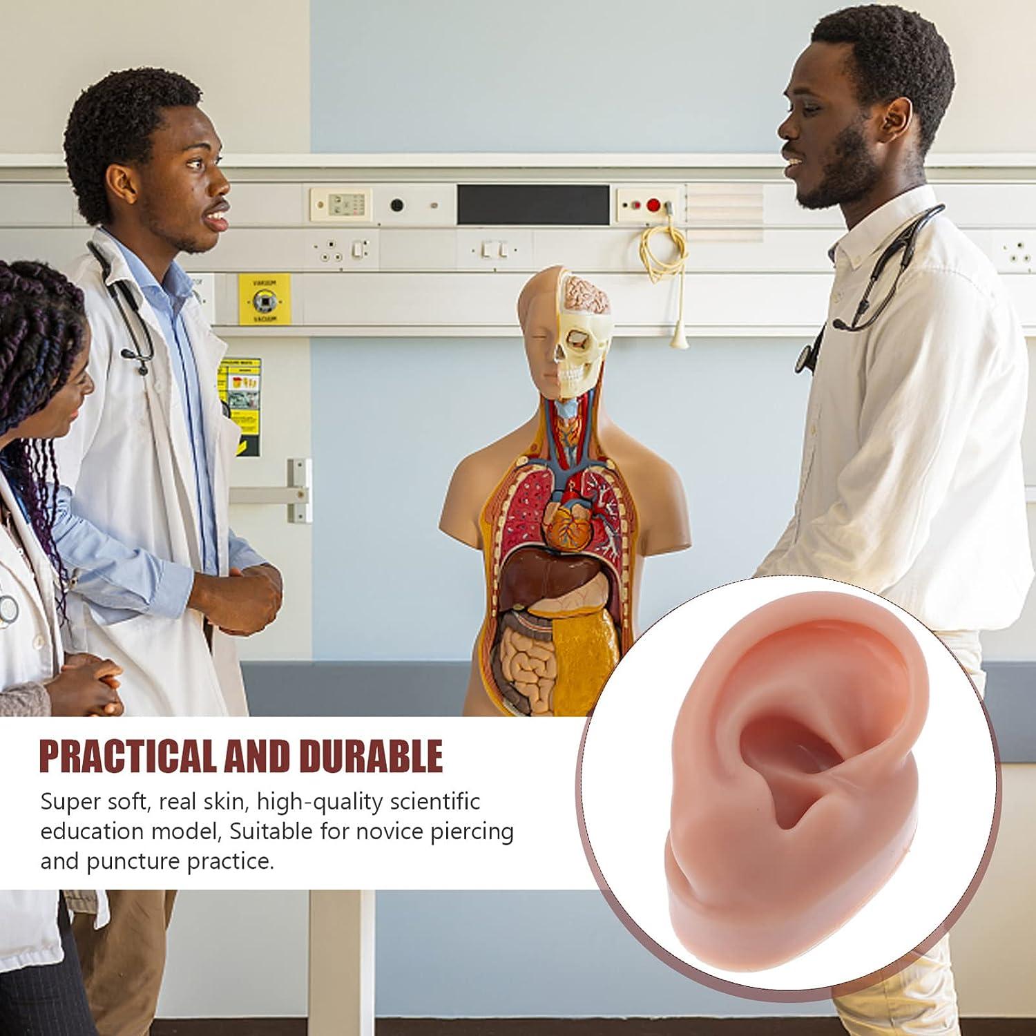 Kichvoe Piercing Kit - Silicone Human Ear Model Display - Right Ear ...