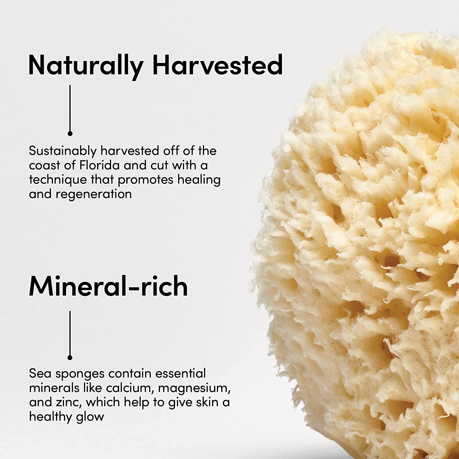 Natural Sea Sponge Bath