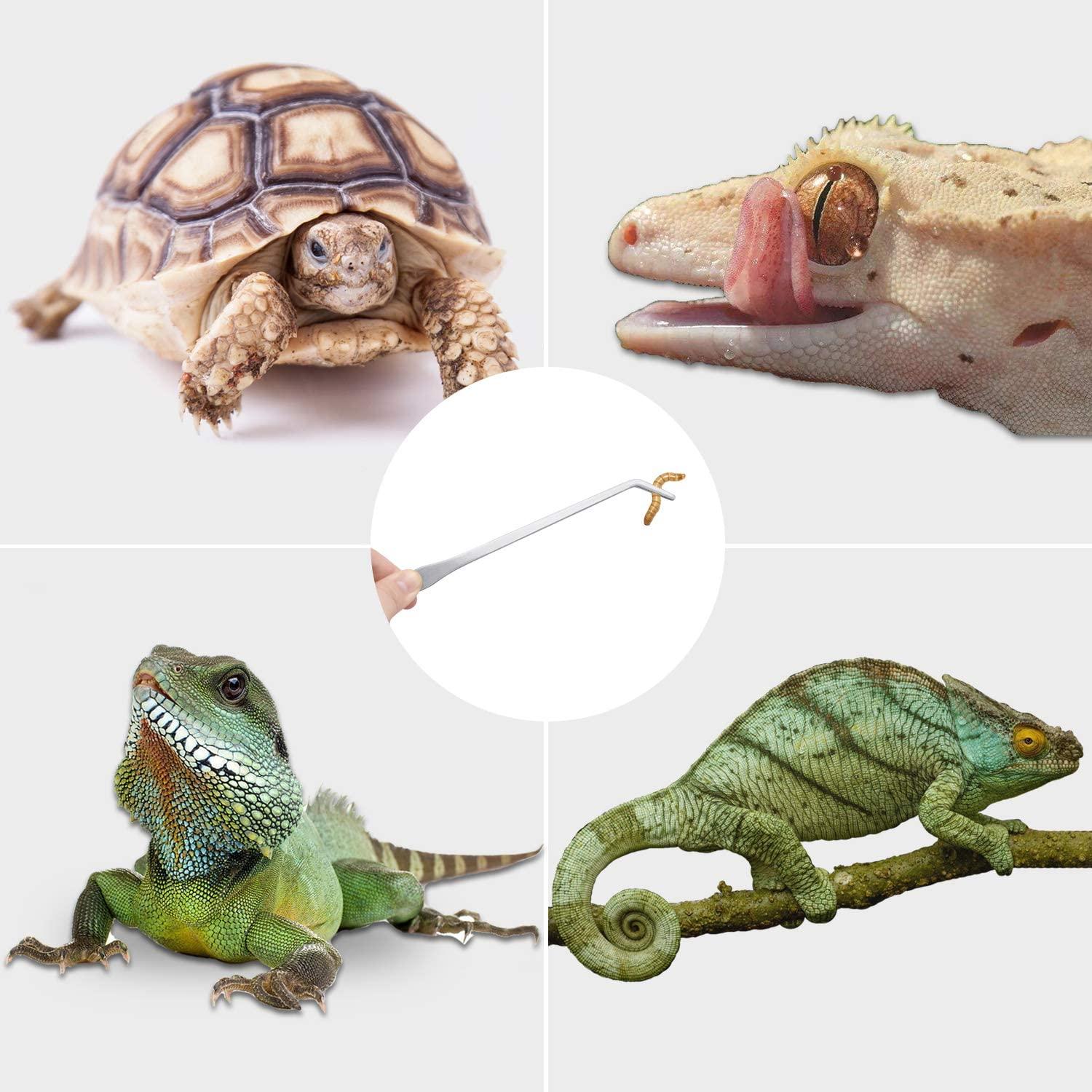 3 Pcs Stainless Steel Feeding Tongs for Reptiles, Fish, and Birds ...