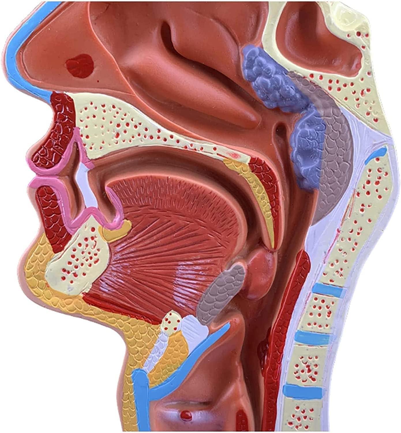 Mouth Nose Throat Pharynx Education Human Body ENT Model Study Model ...