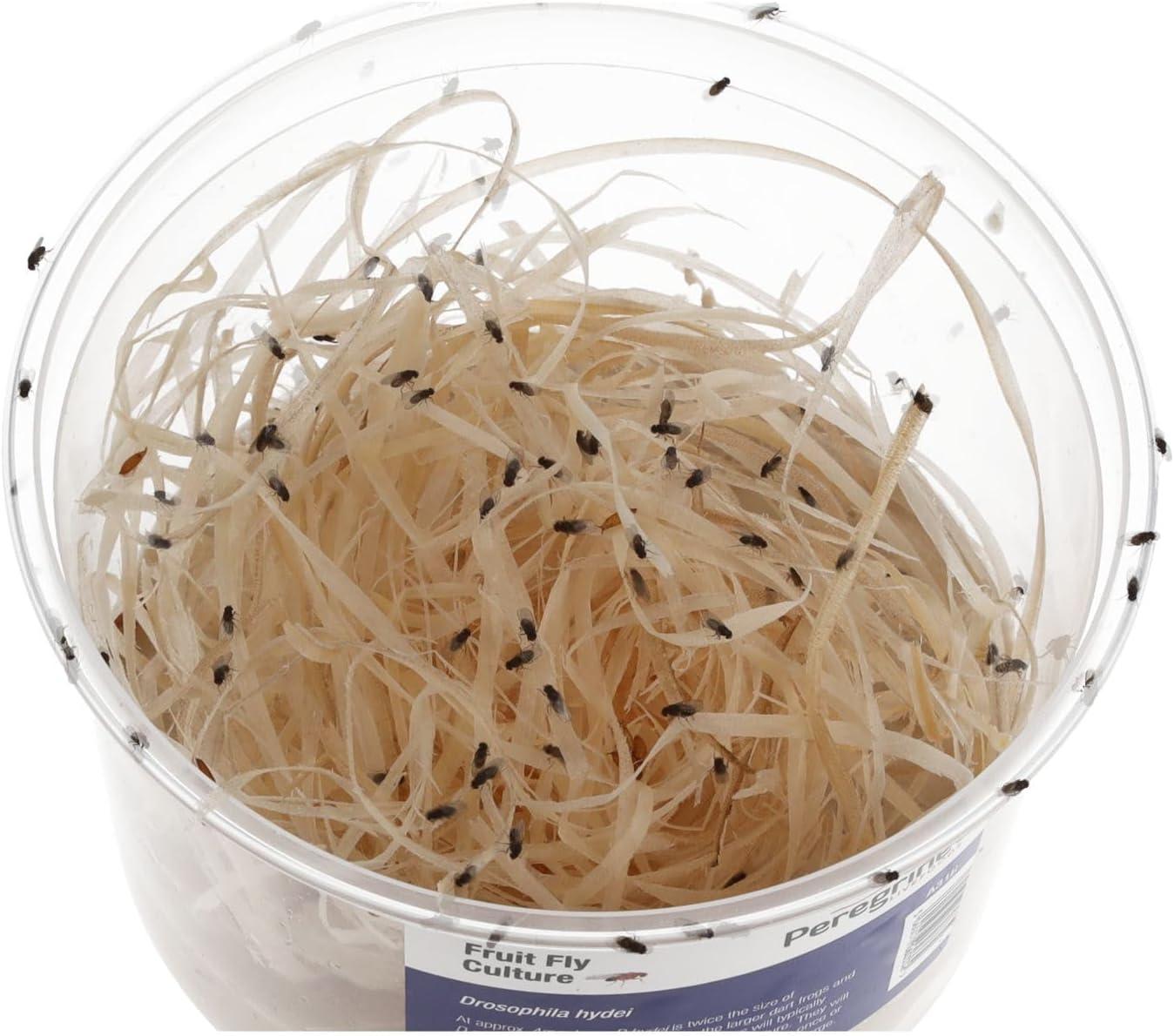 Livefoods4u Live Flightless Fruit Flies Live Food for Reptiles ...