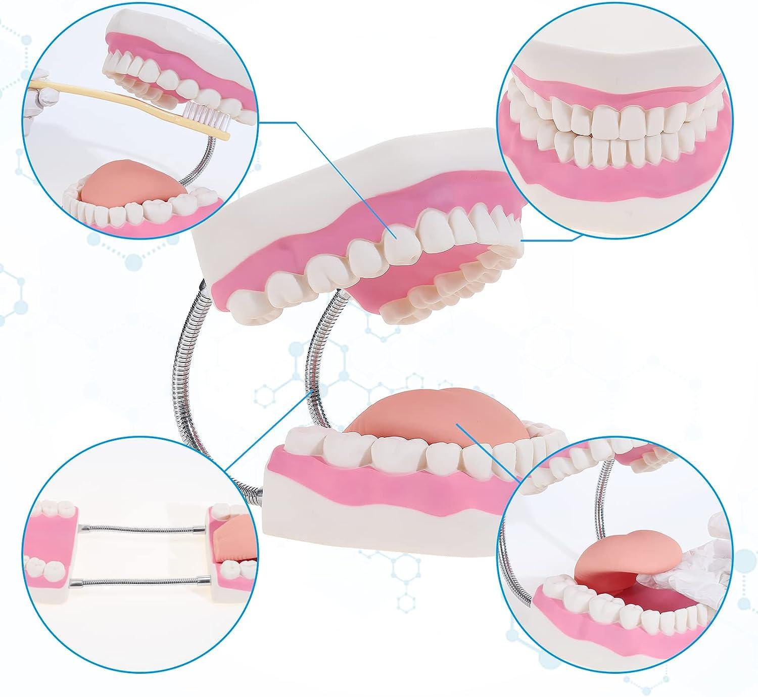 SKUMOD Adult Dental Teeth Model - Sixfold Human Size Typodont Model for ...