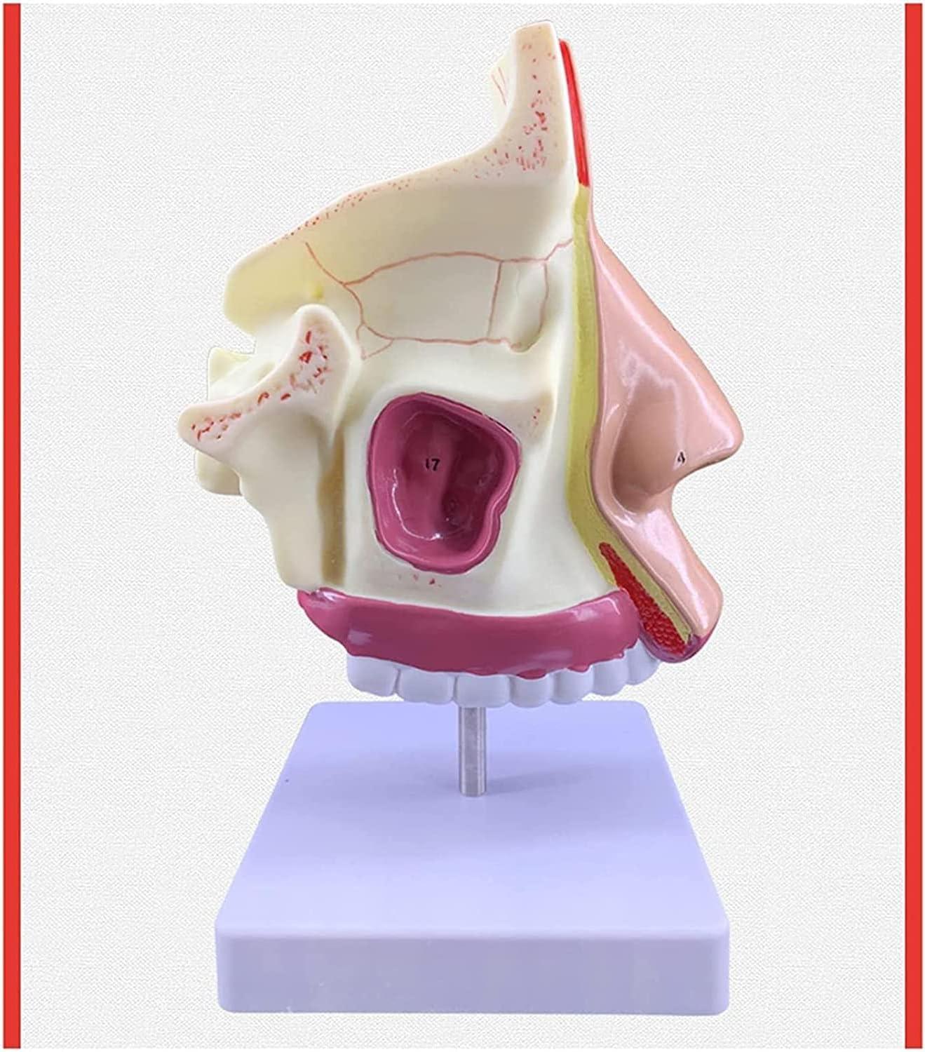 Mouth Nose Throat Pharynx Education Human Body ENT Model Study Model ...